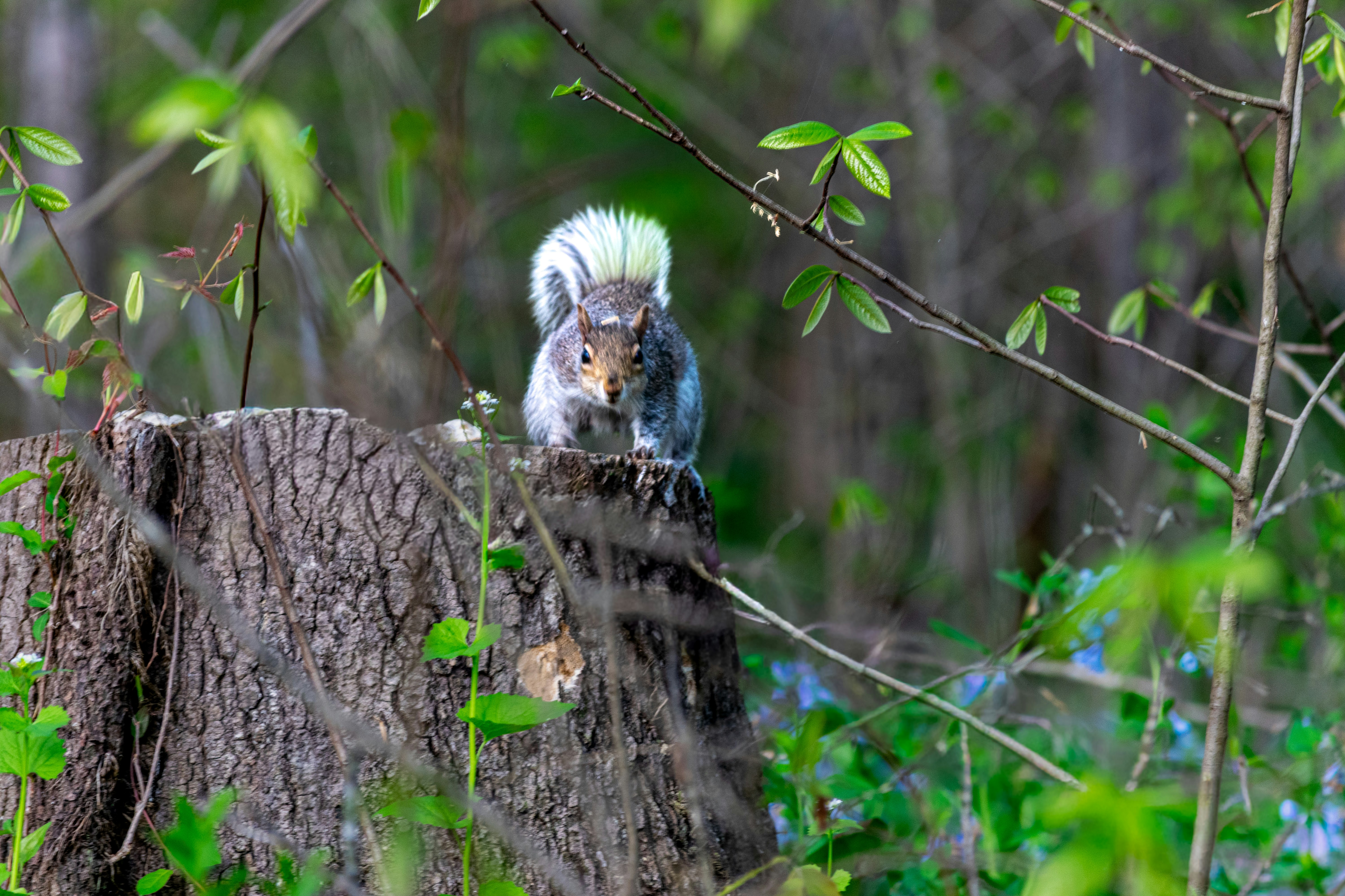 Squirrel on a Mossy Tree Trunk: Quiet Alertness in the Green Understory