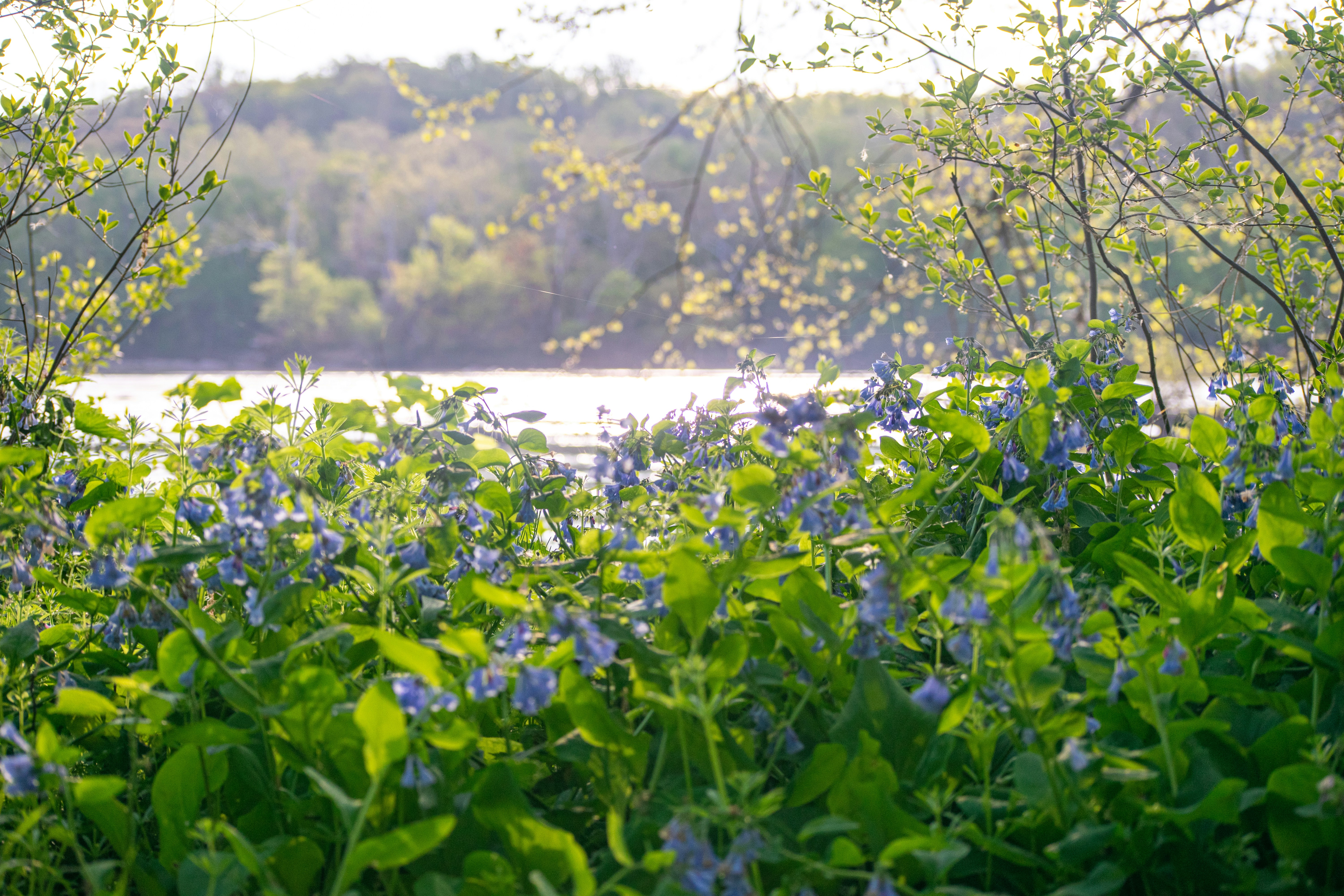 Emerald Hydrangea Border by a Quiet Lake