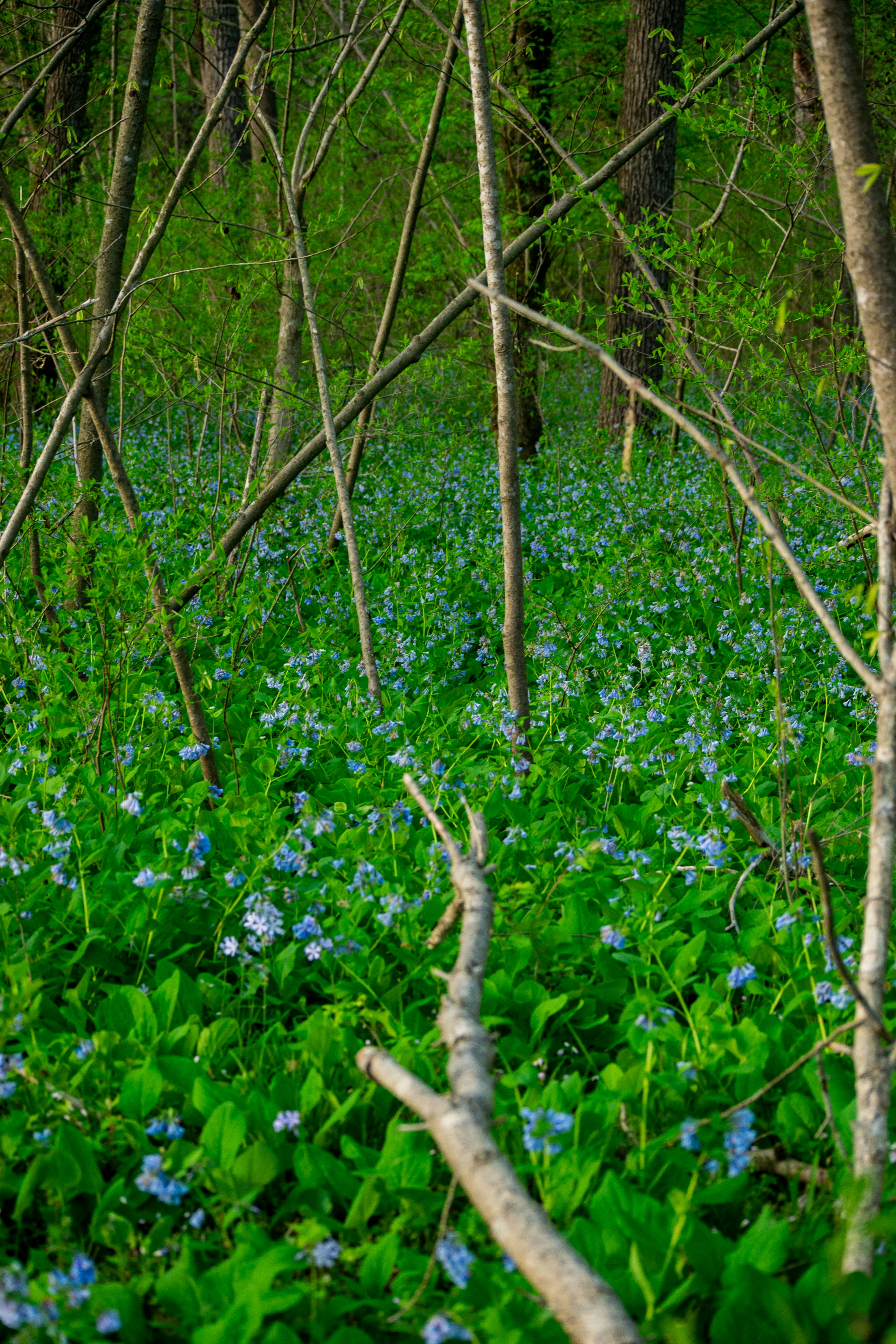 Bluebell Carpet Beneath a Tangle of Silent Branches