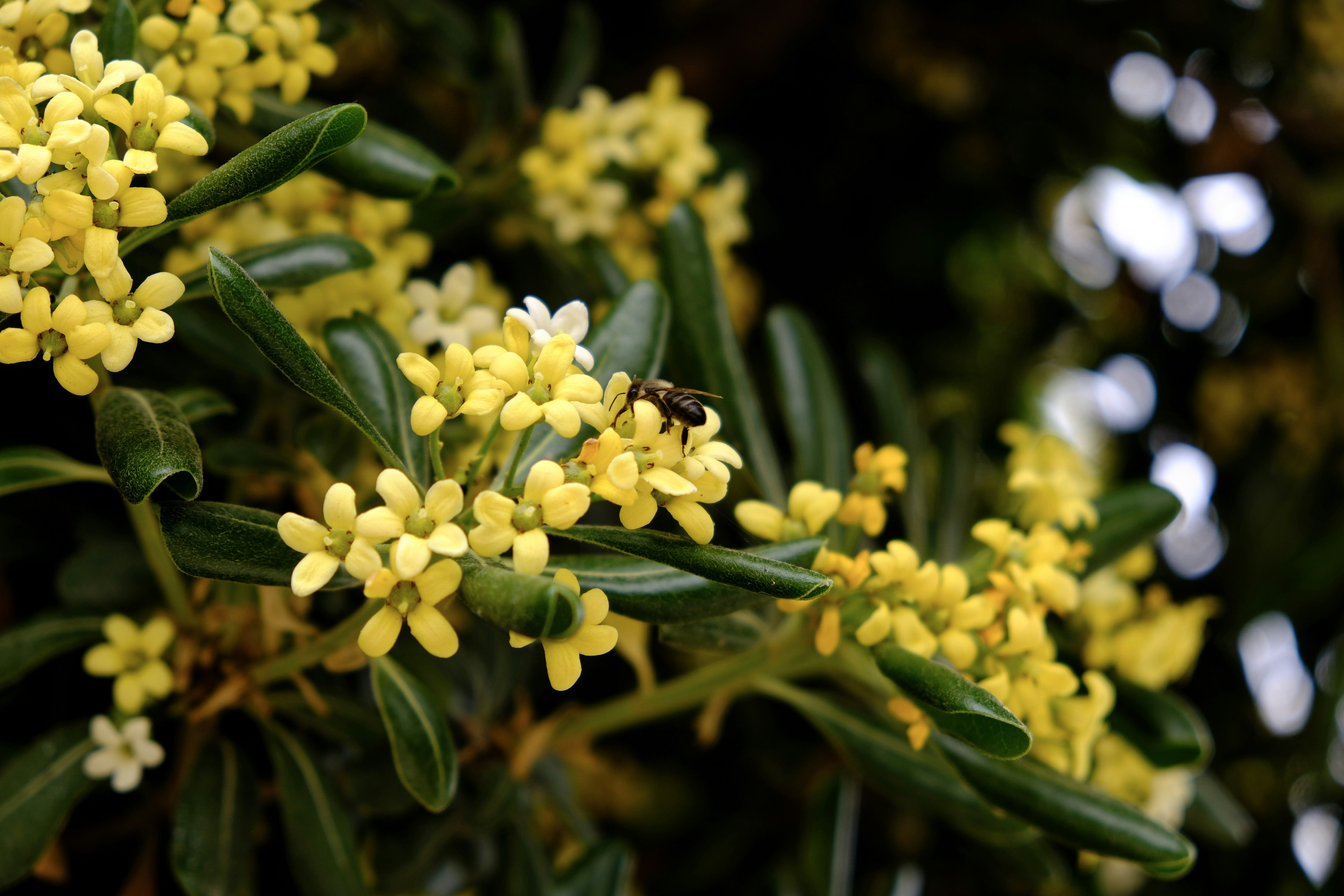 Honeyed Bloom and Bee: A Moment on Golden Sprigs