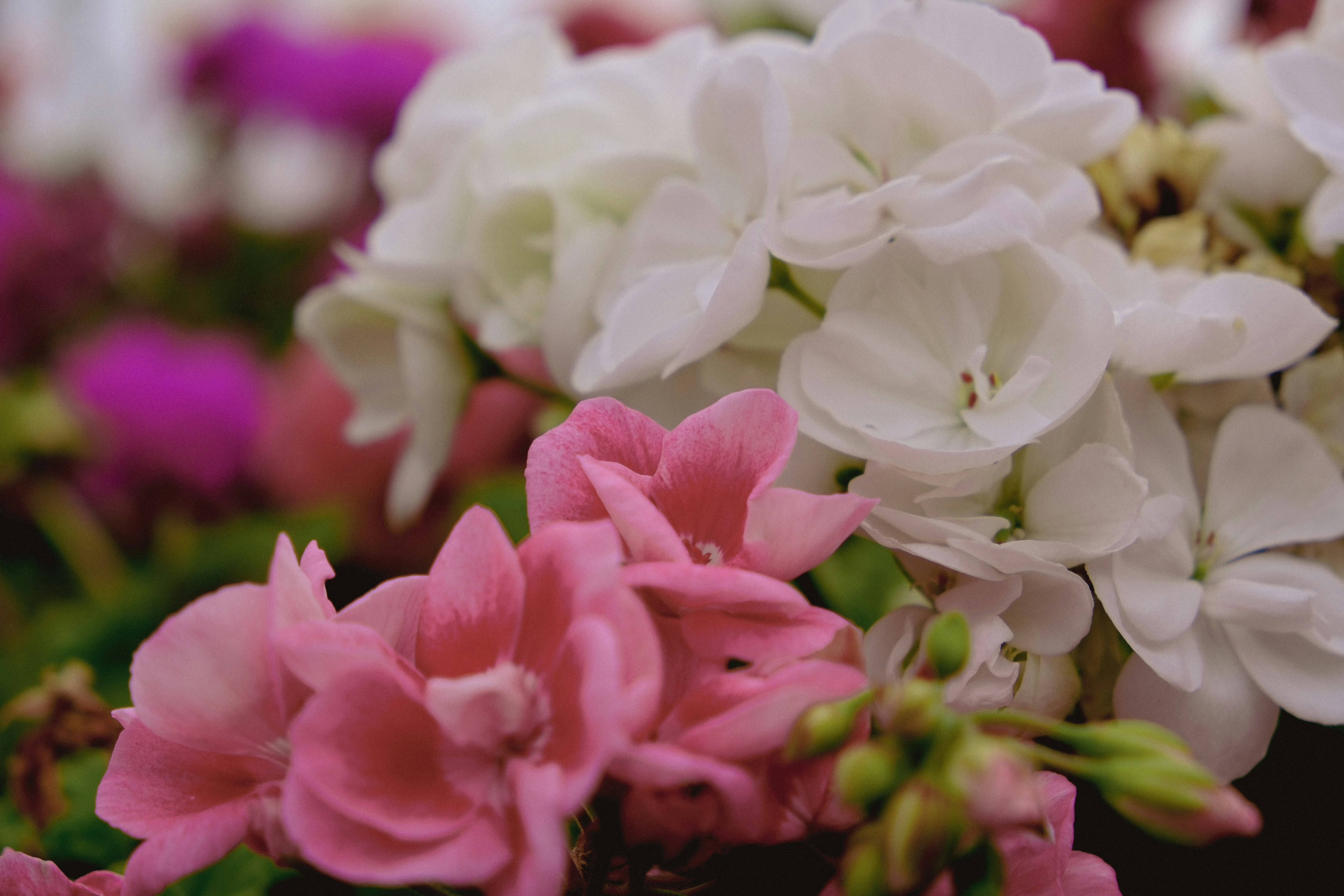 Pink bloom in a sea of white: a vibrant floral cluster opens the frame