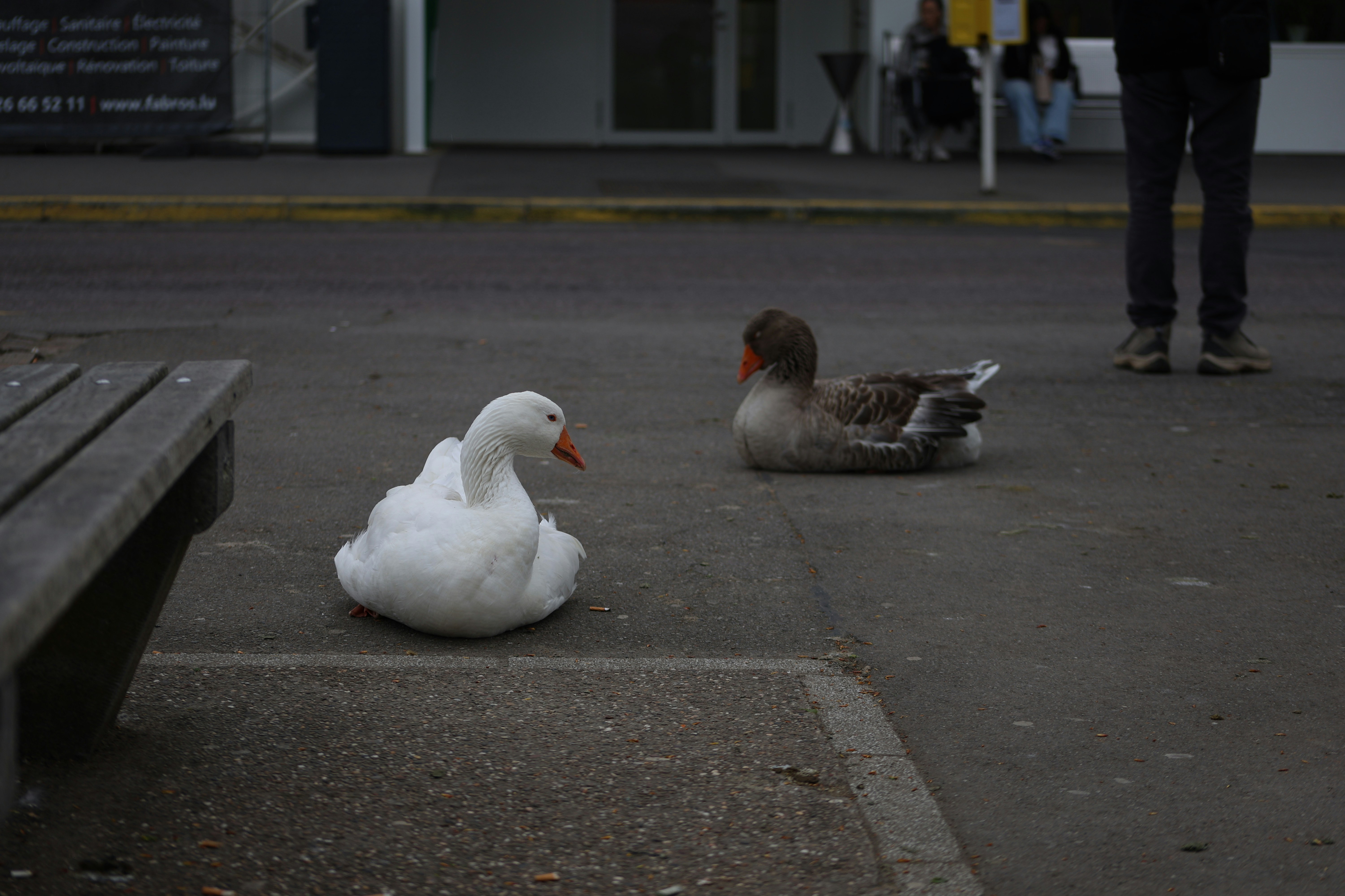 Quiet Standoff: White Duck on a Quiet Plaza