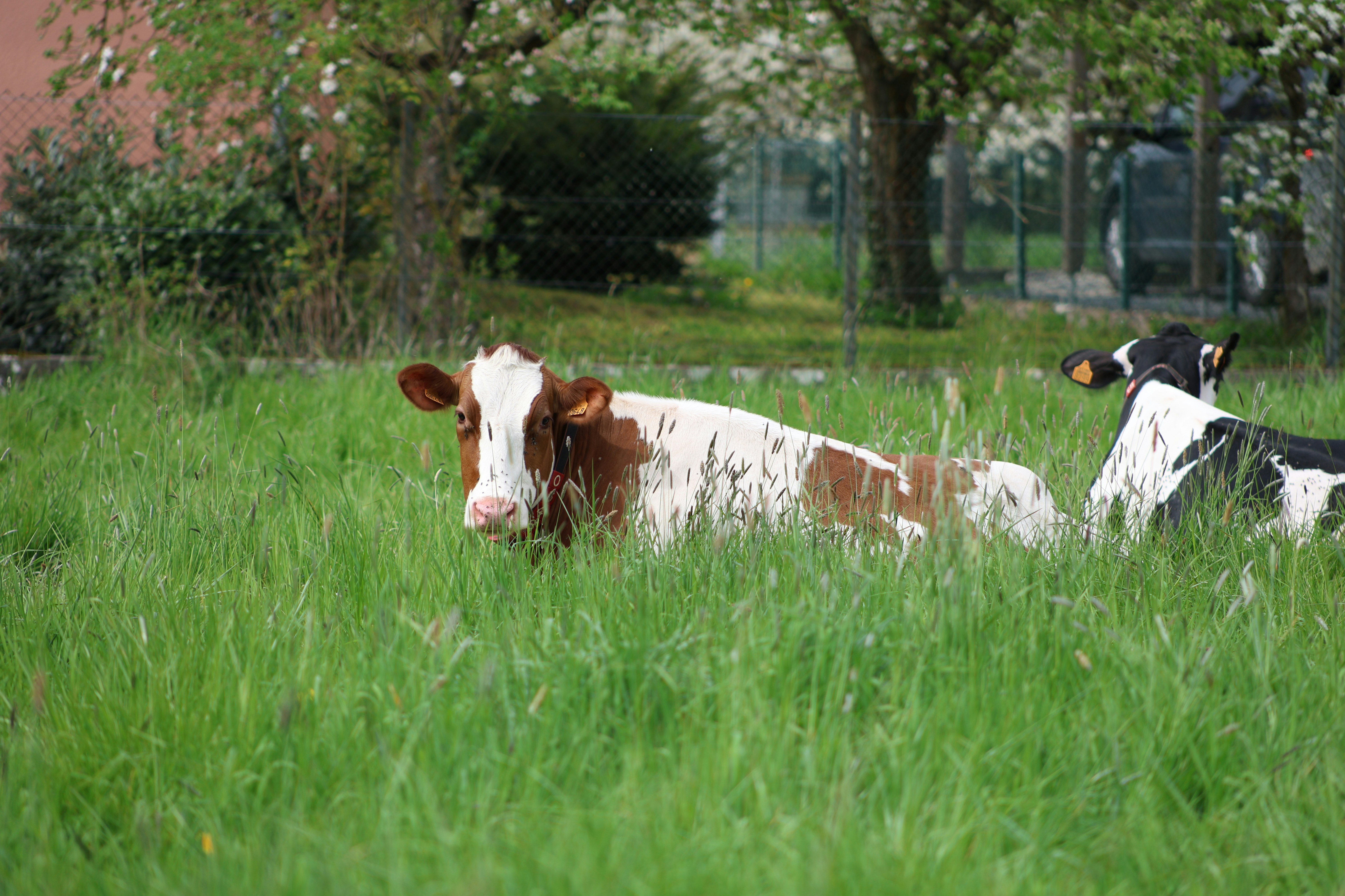 Pasture Watch: A Calm Pair Resting in Tall Grass