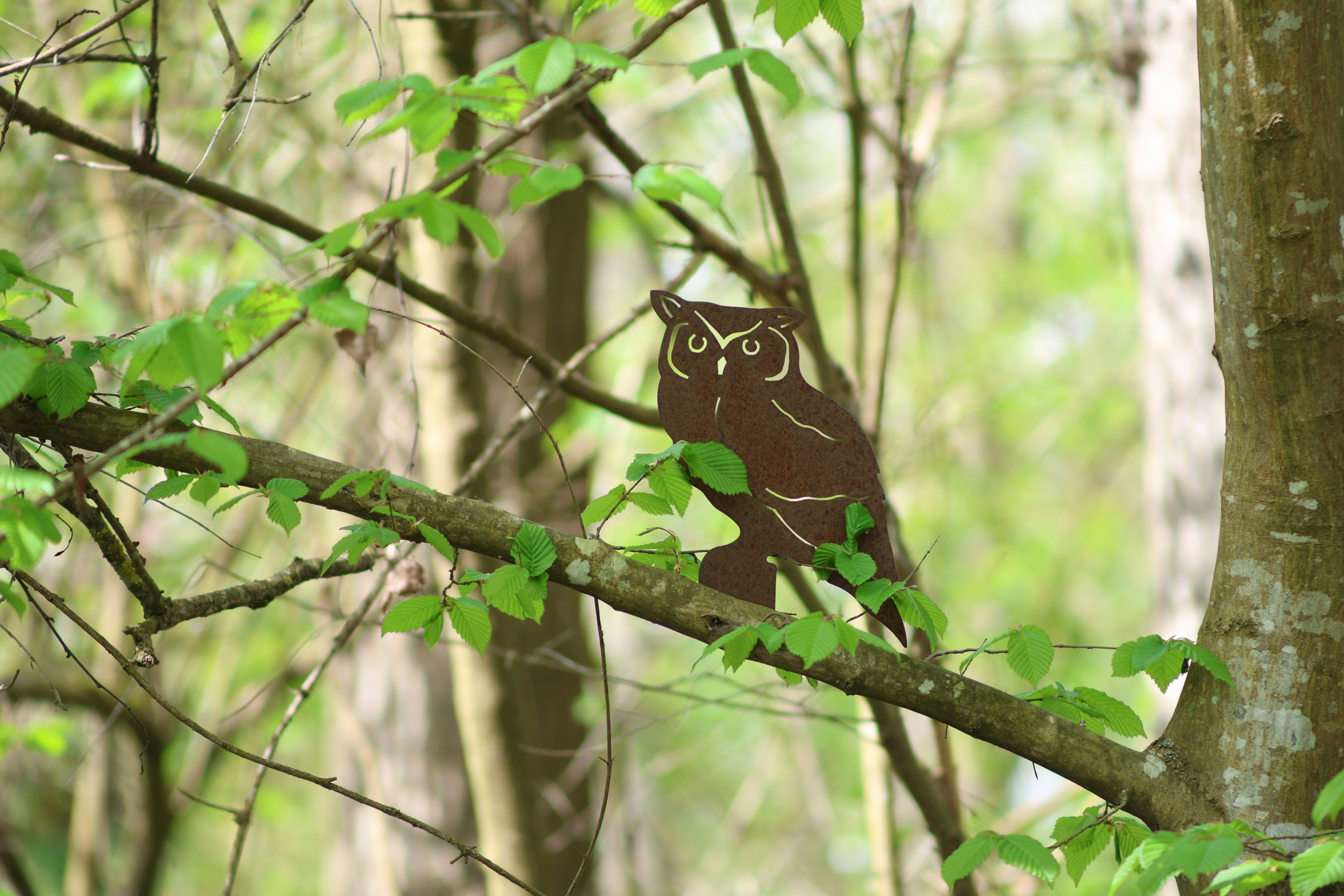 Hidden Owl Silhouette Revealed on a Sunlit Branch