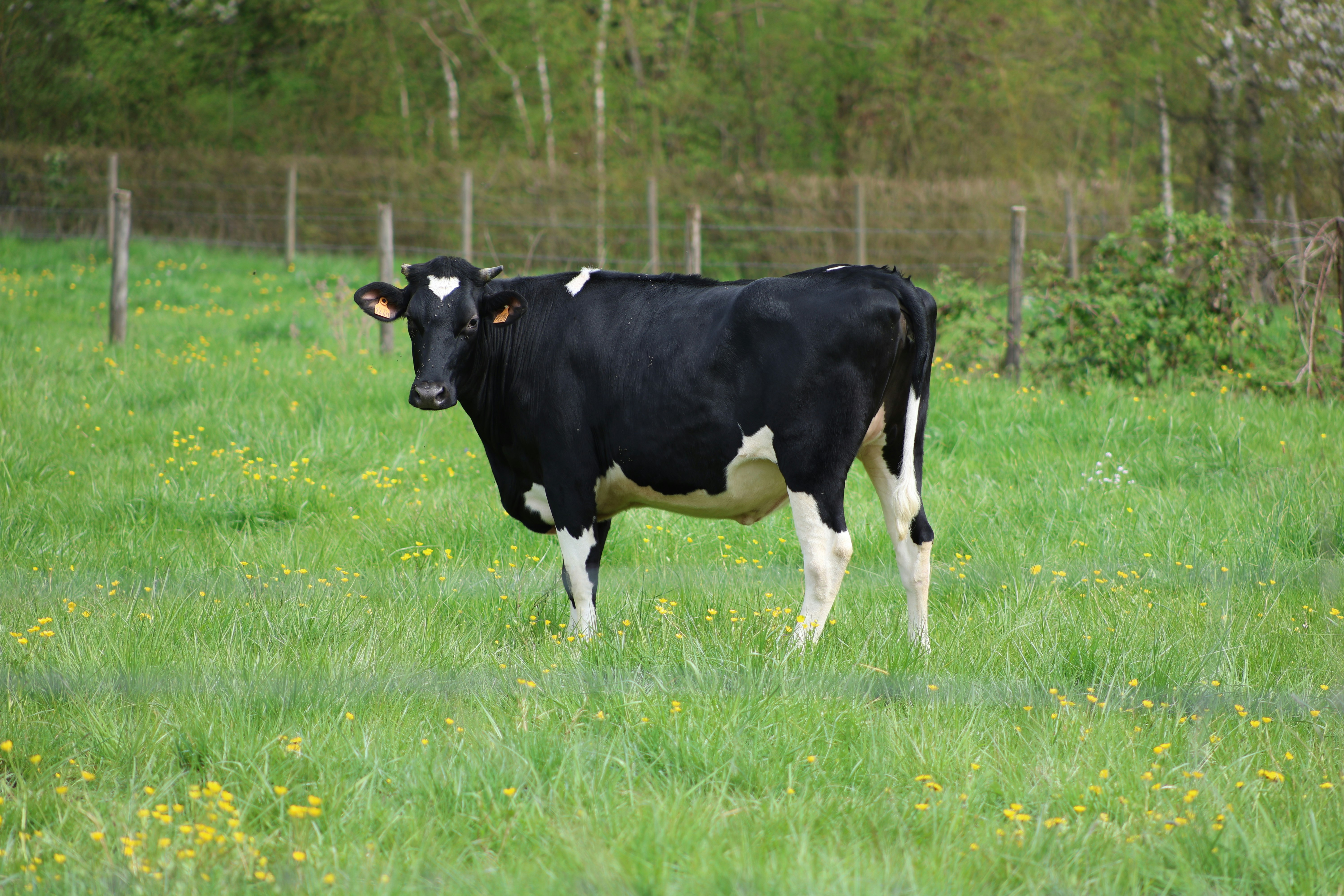 Pasture Portrait: Black-and-White Cow Beneath a Wire Fence