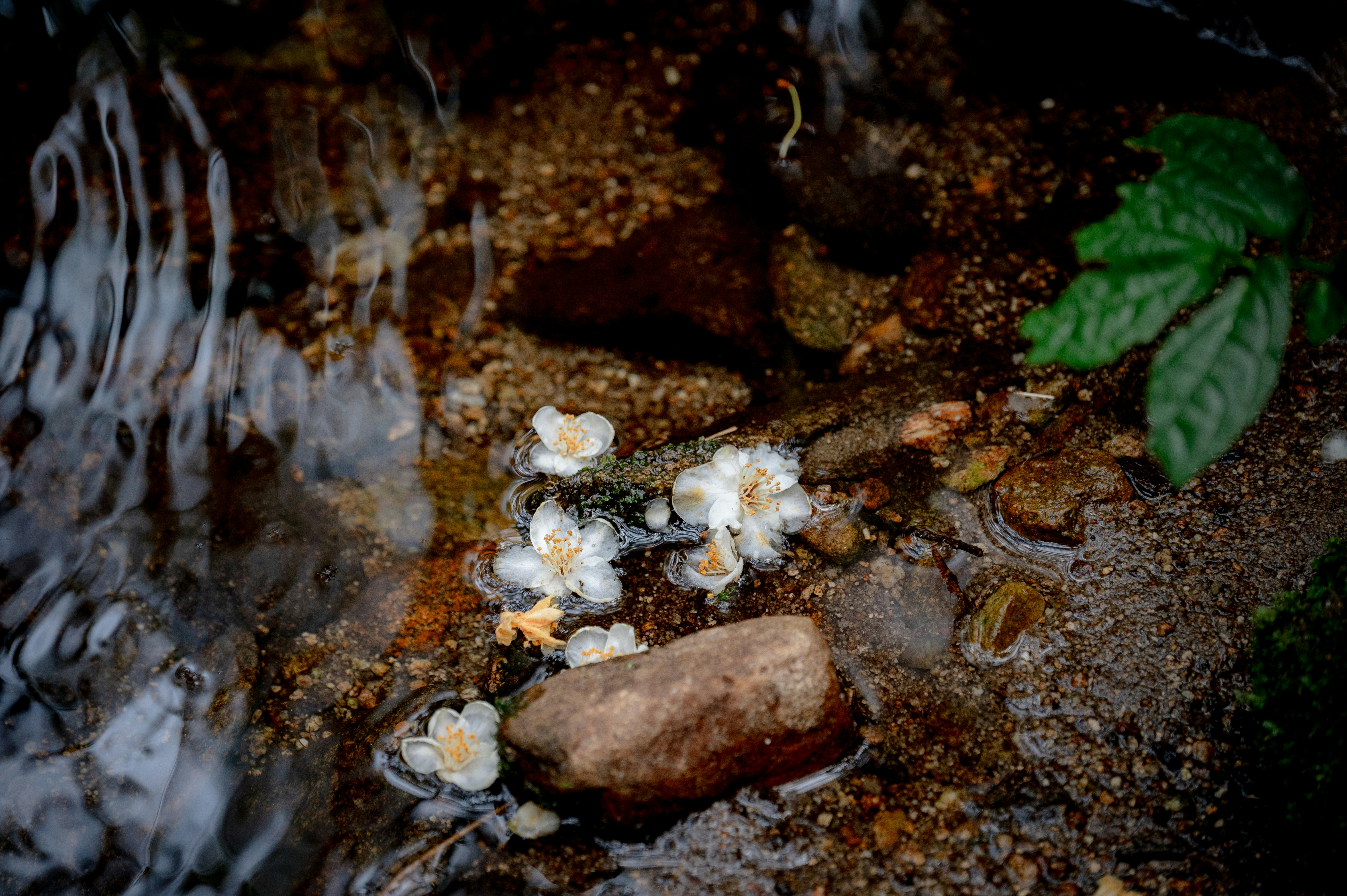 Soft Petals among Wet Stones: Quiet Creek Scene