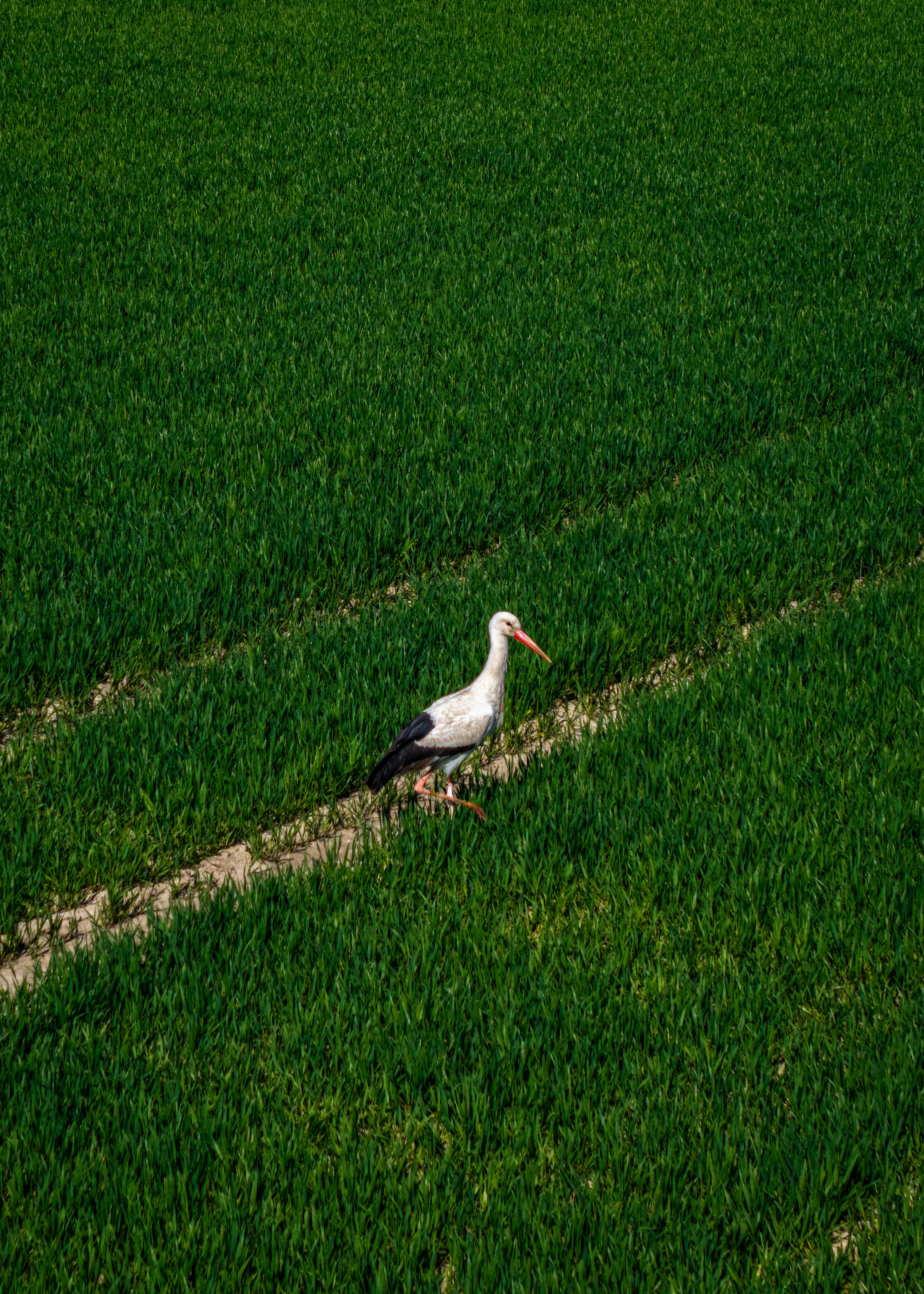Across the Green Aisle: The White-Streaked Heron in a Field