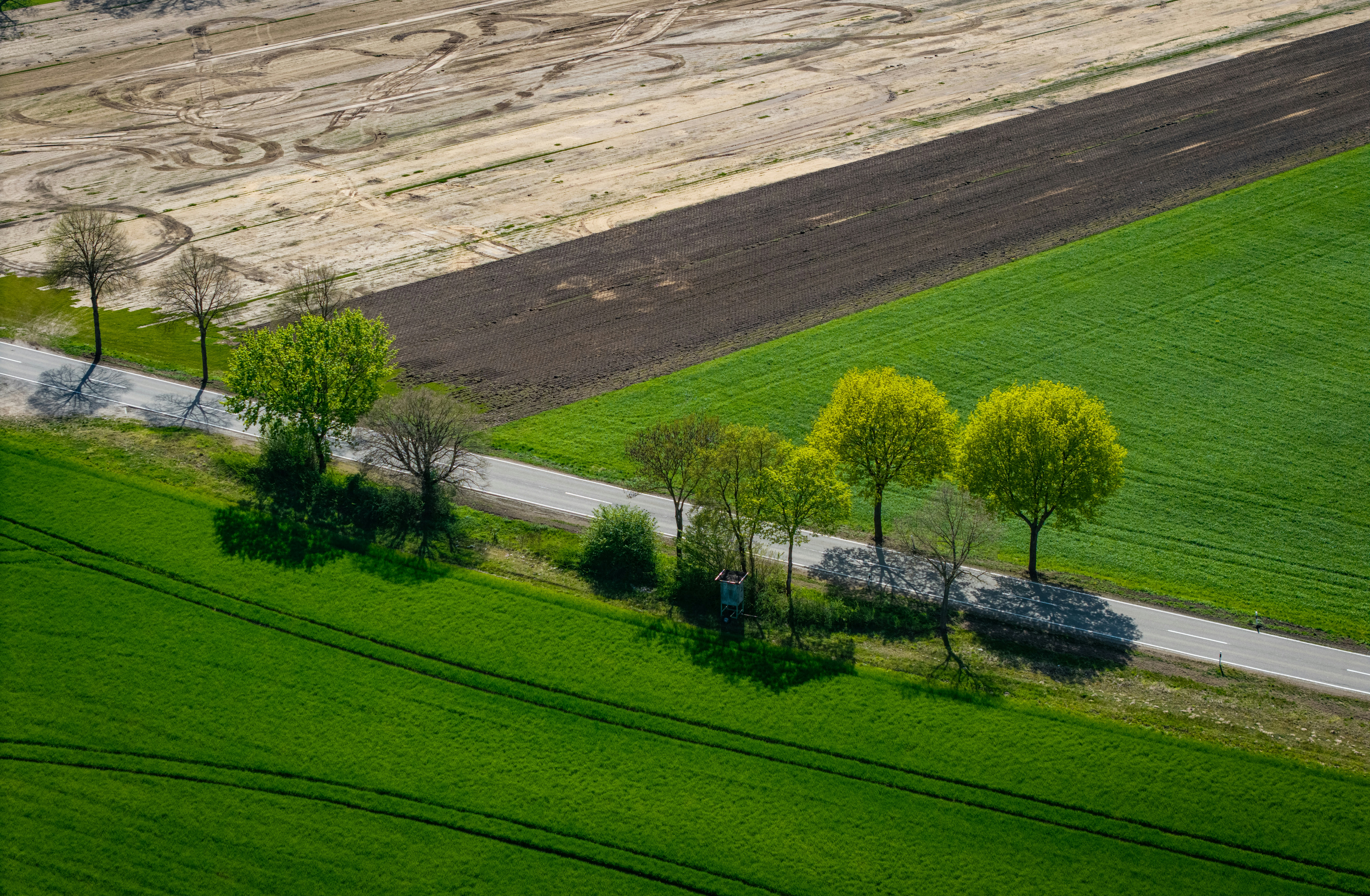 Line of Green: Aerial Orchard and Road Slice