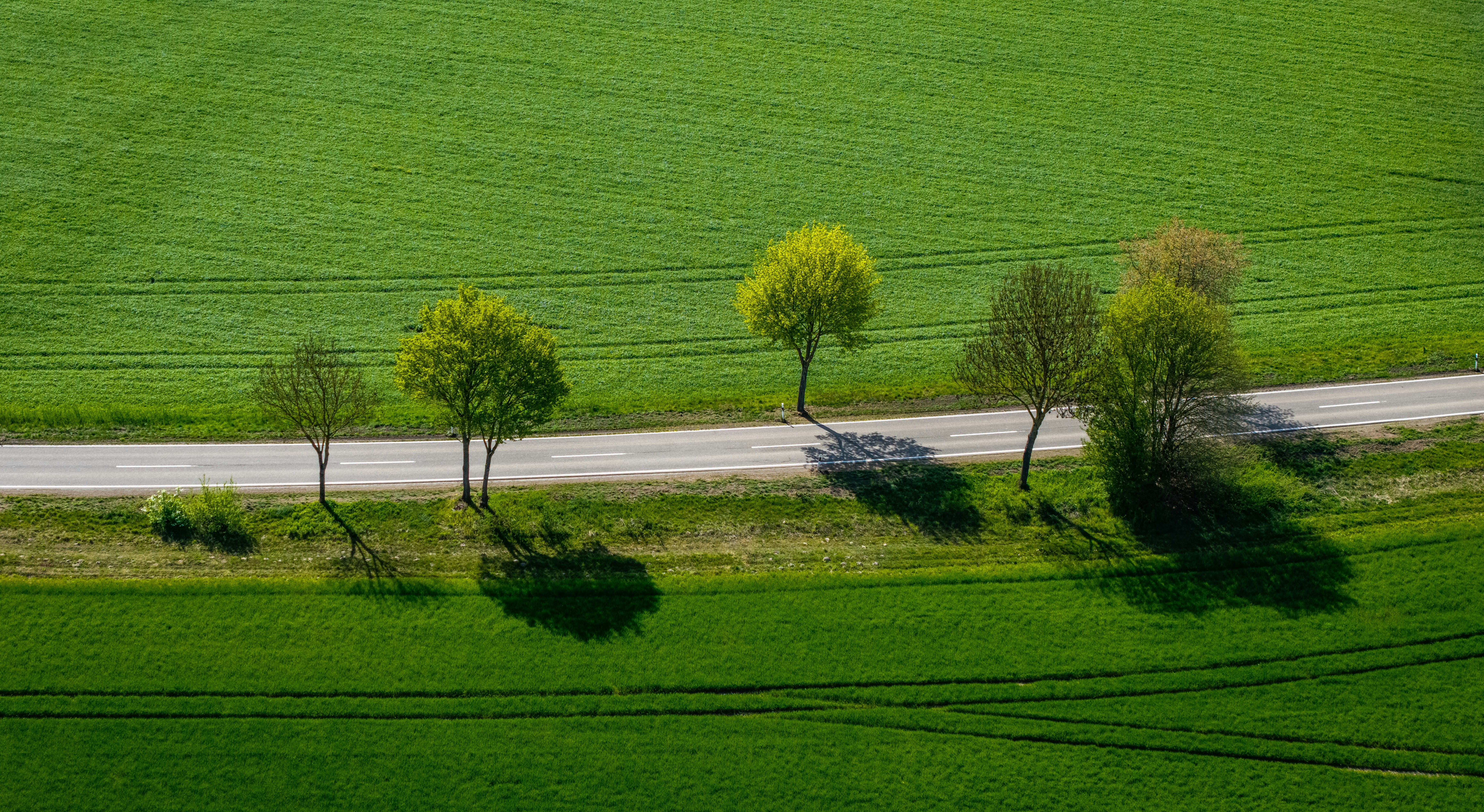 Rows of green fields with a line of trees casting long shadows