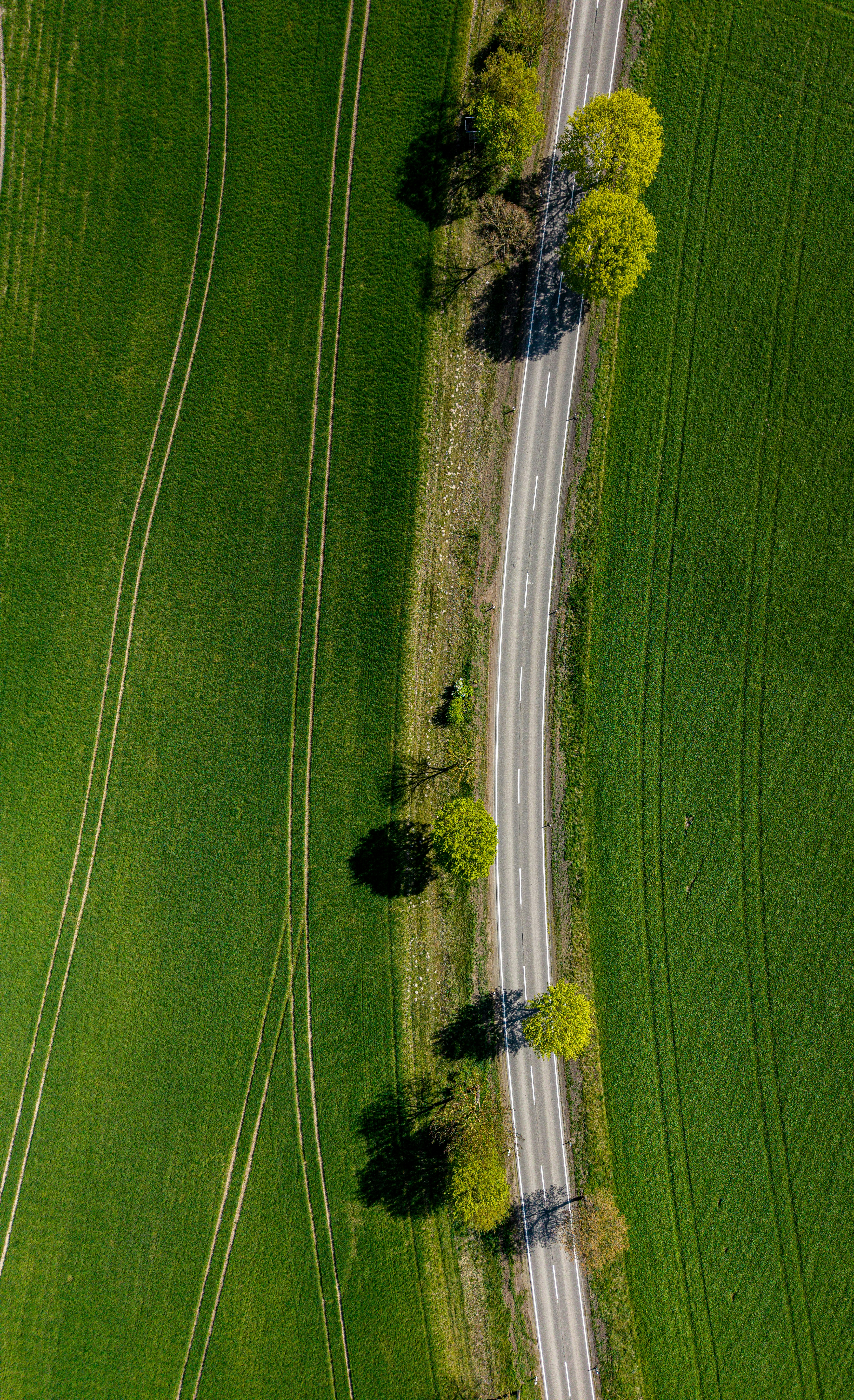 Lonely Lane Cutting Through Emerald Fields