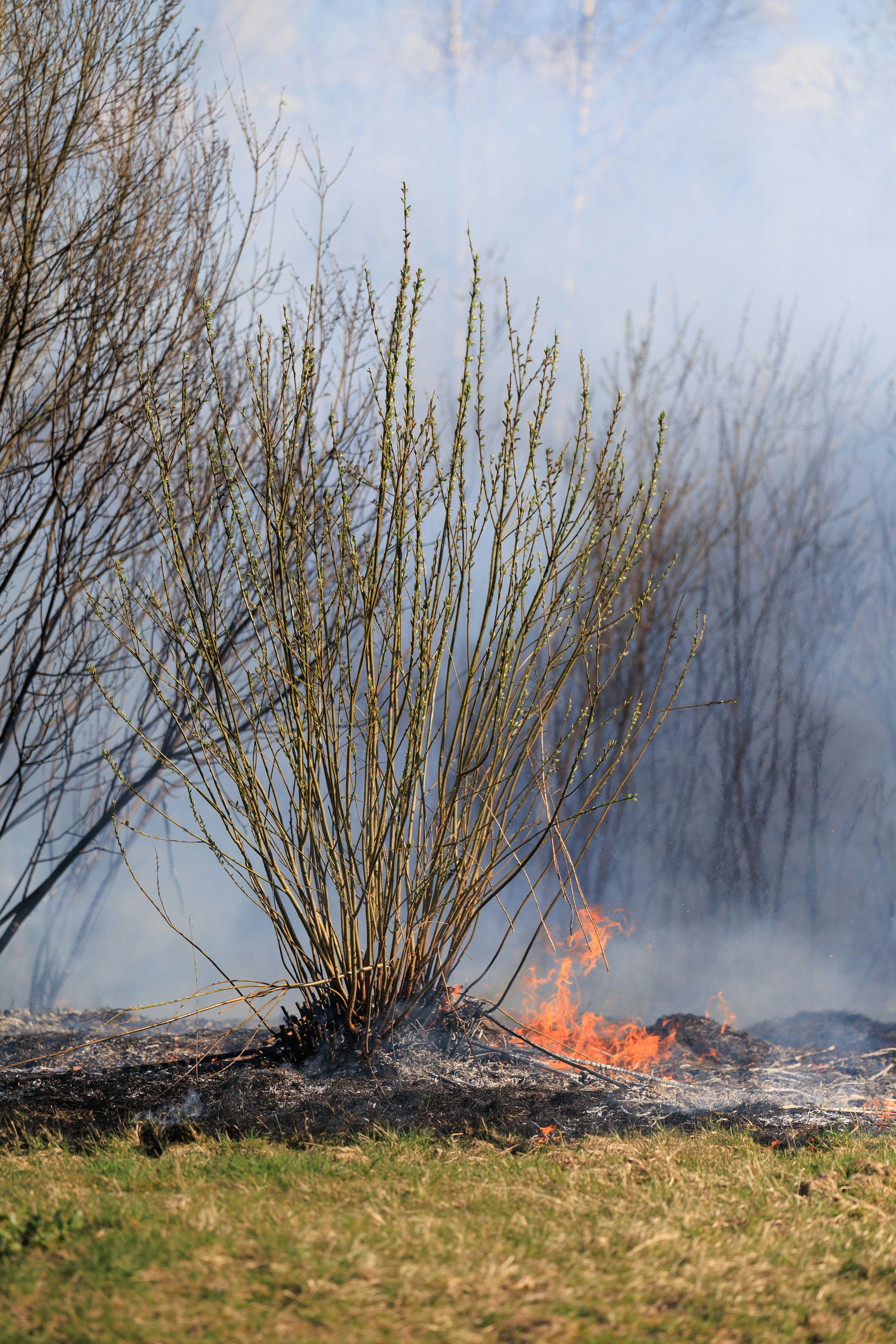 Burning shrub bursts into smoke with a calm field behind