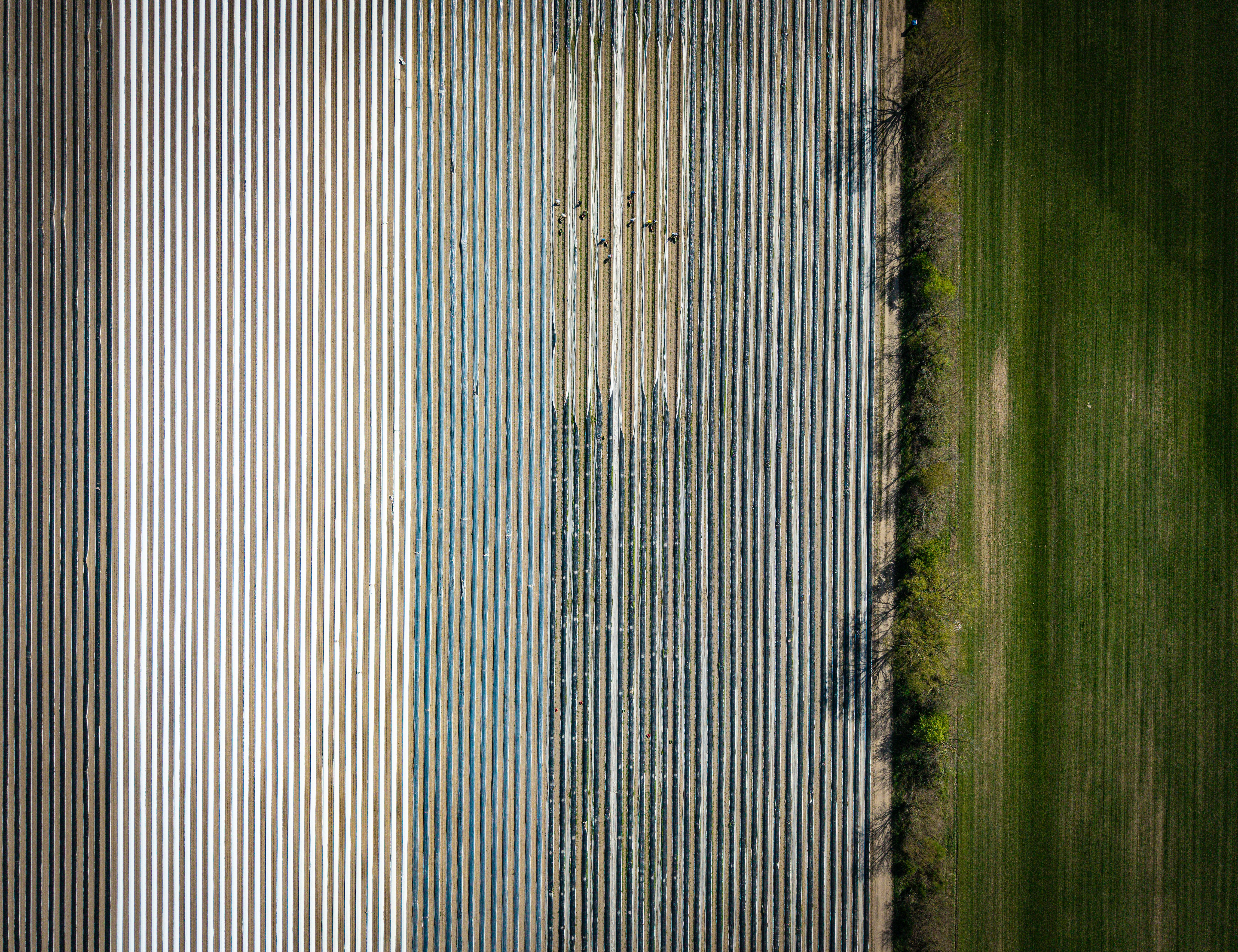 Aerial view of agricultural fields with parallel rows.