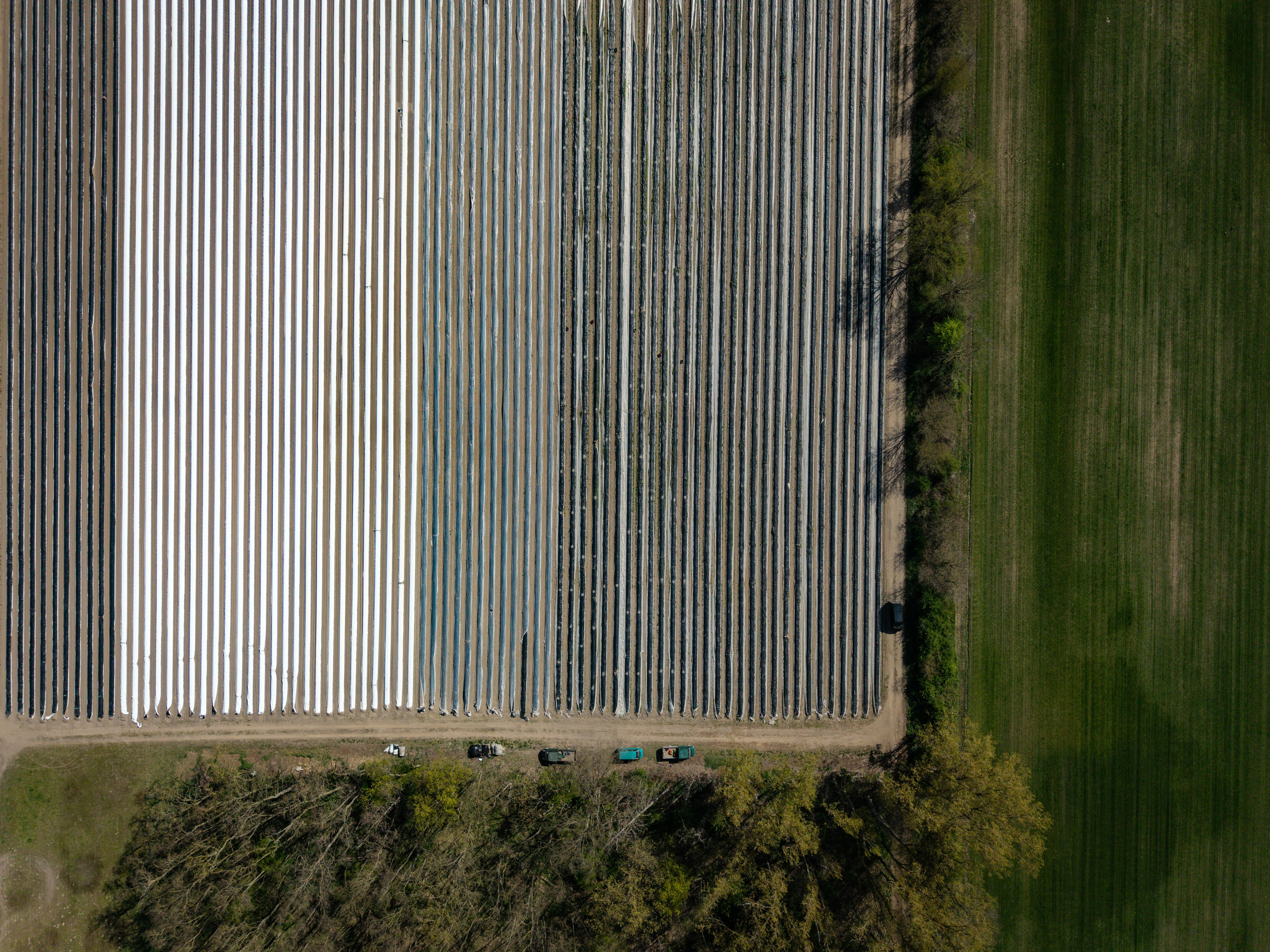 Aerial Rows: Greenhouse Stripes and Boundary Lawn