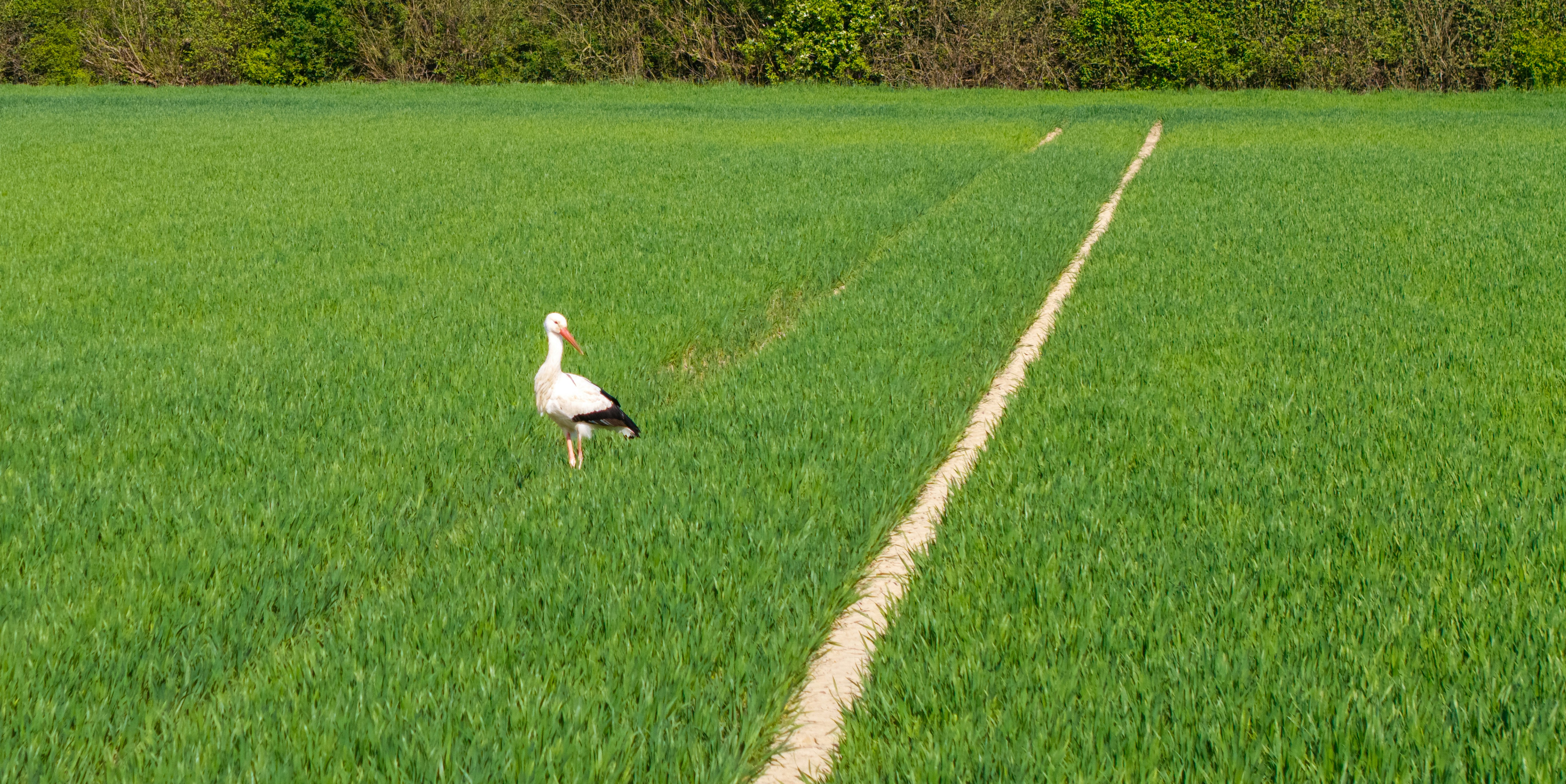 Stilted Sentinel: White Stork in a Ribbon of Green
