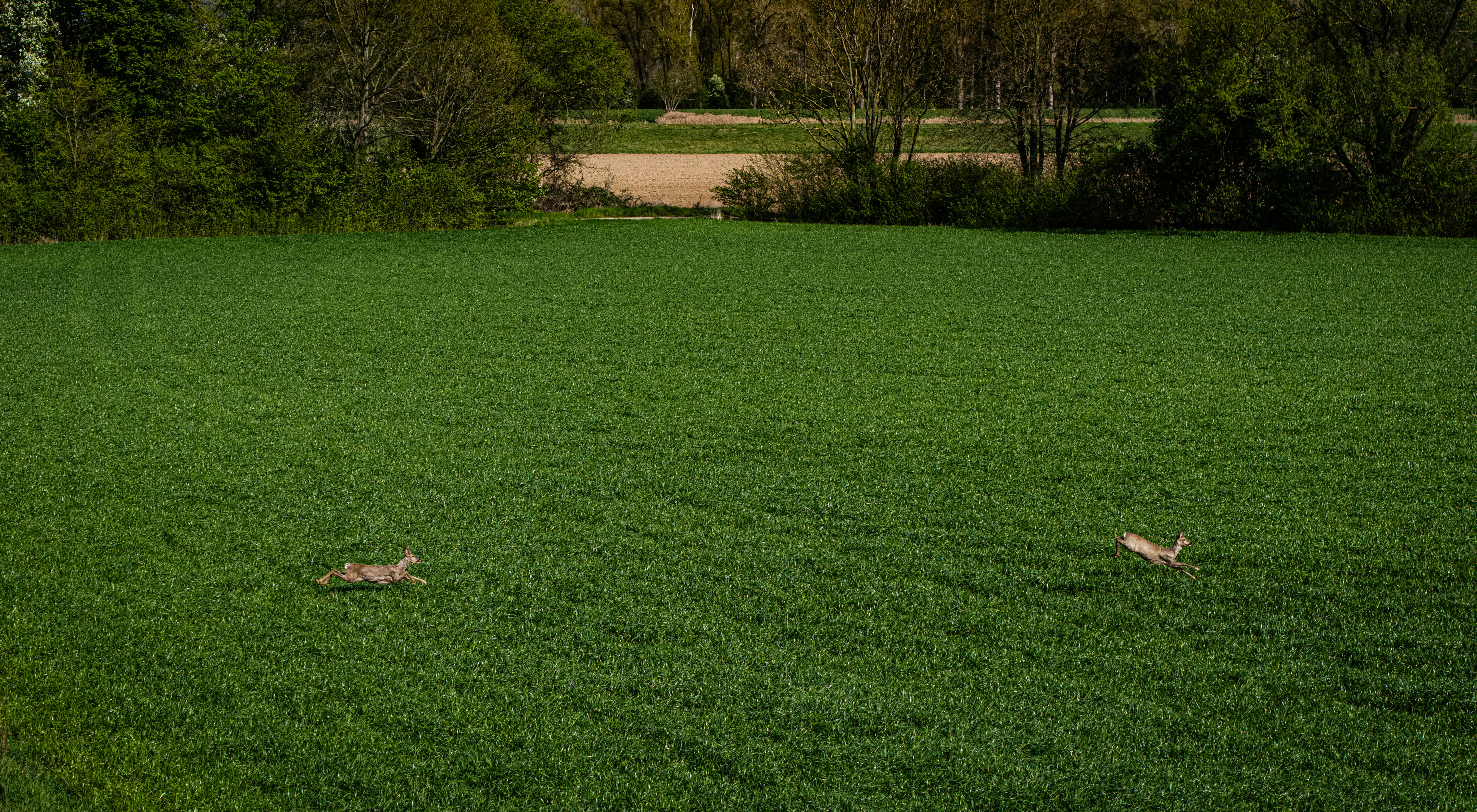 Two distant birds alight on a sunlit meadow