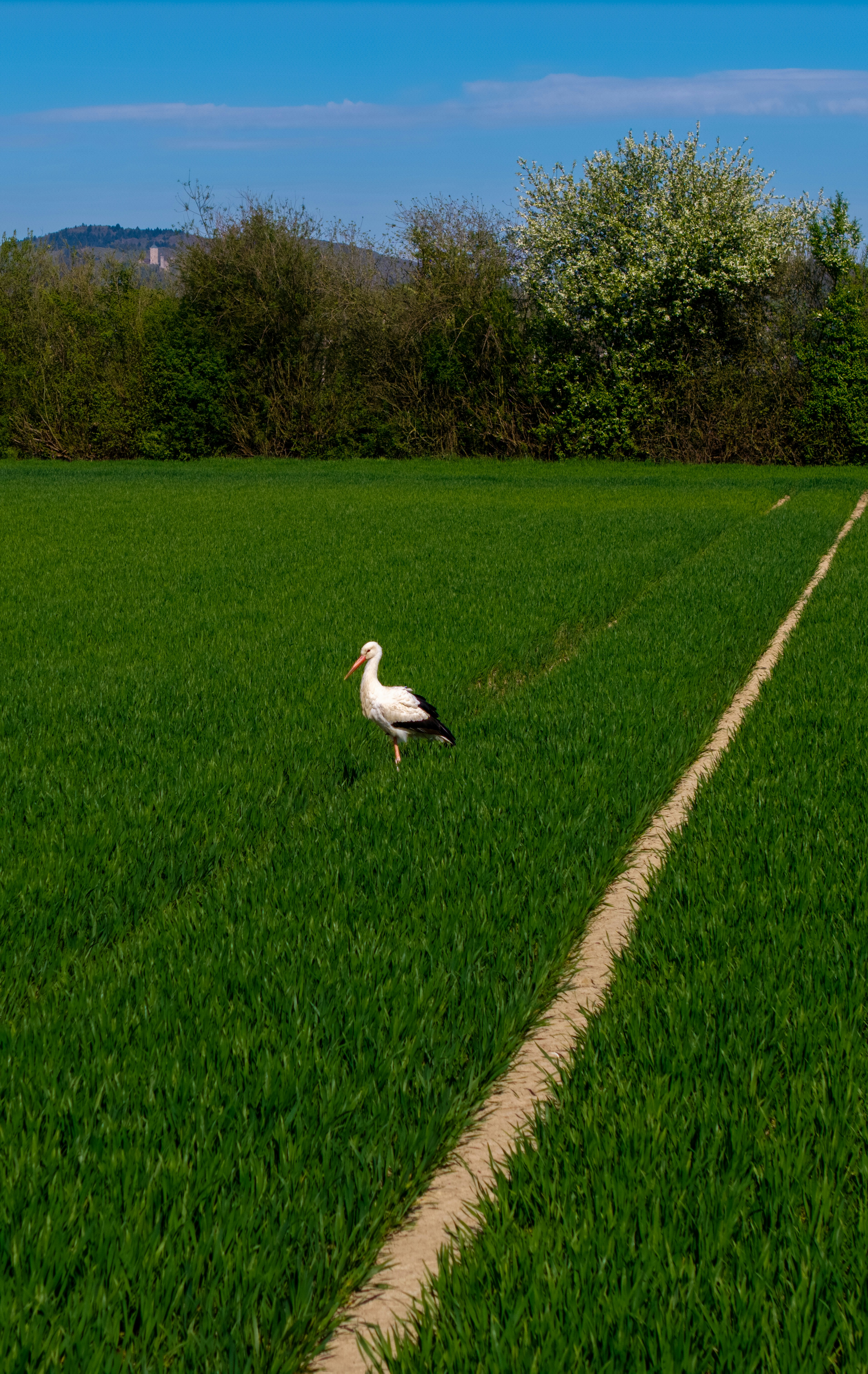 Crane in a Green Harvest: A Quiet Field Under a Blue Sky
