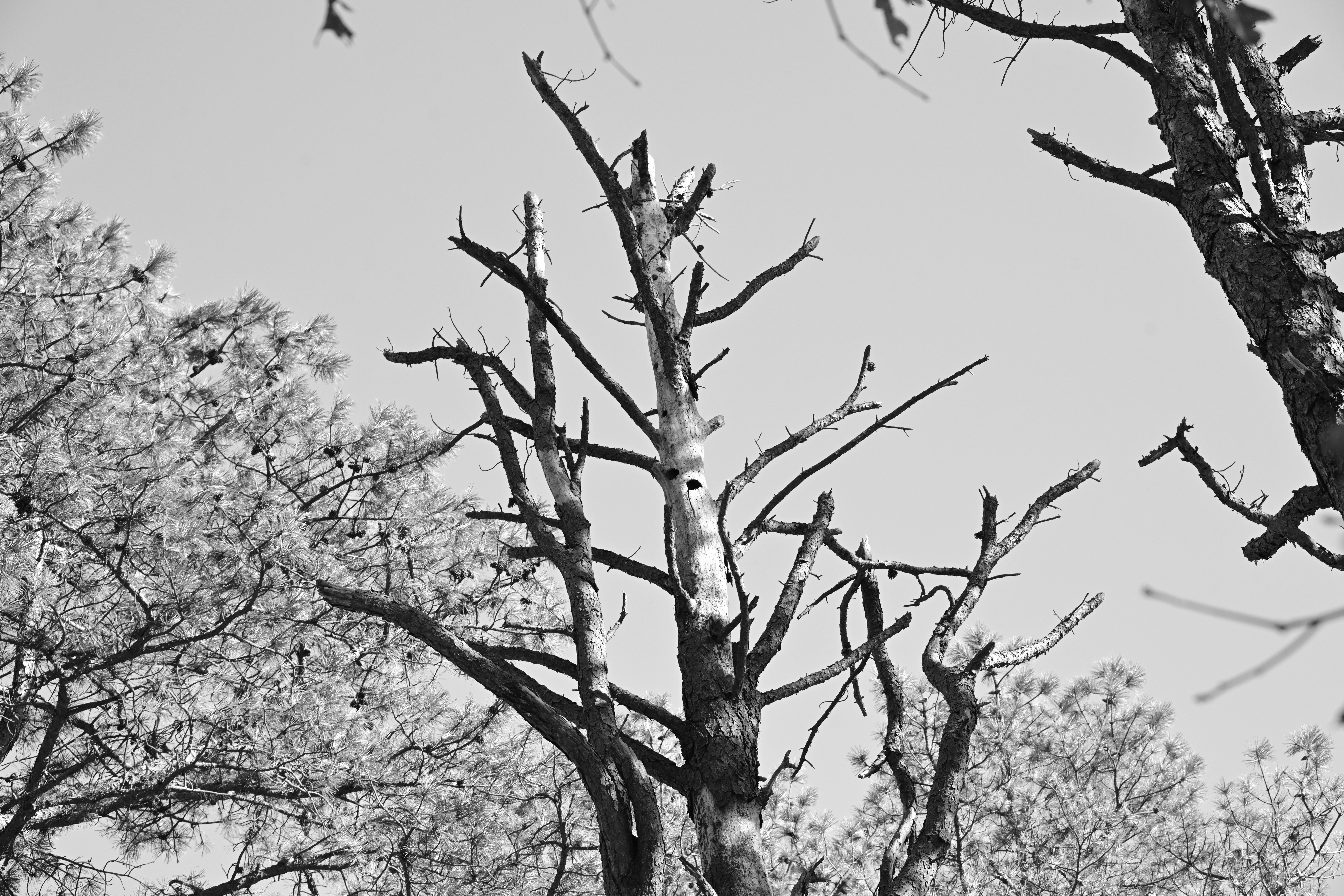 Winter Skeletons: A Century-Old Tree Reaches Skyward