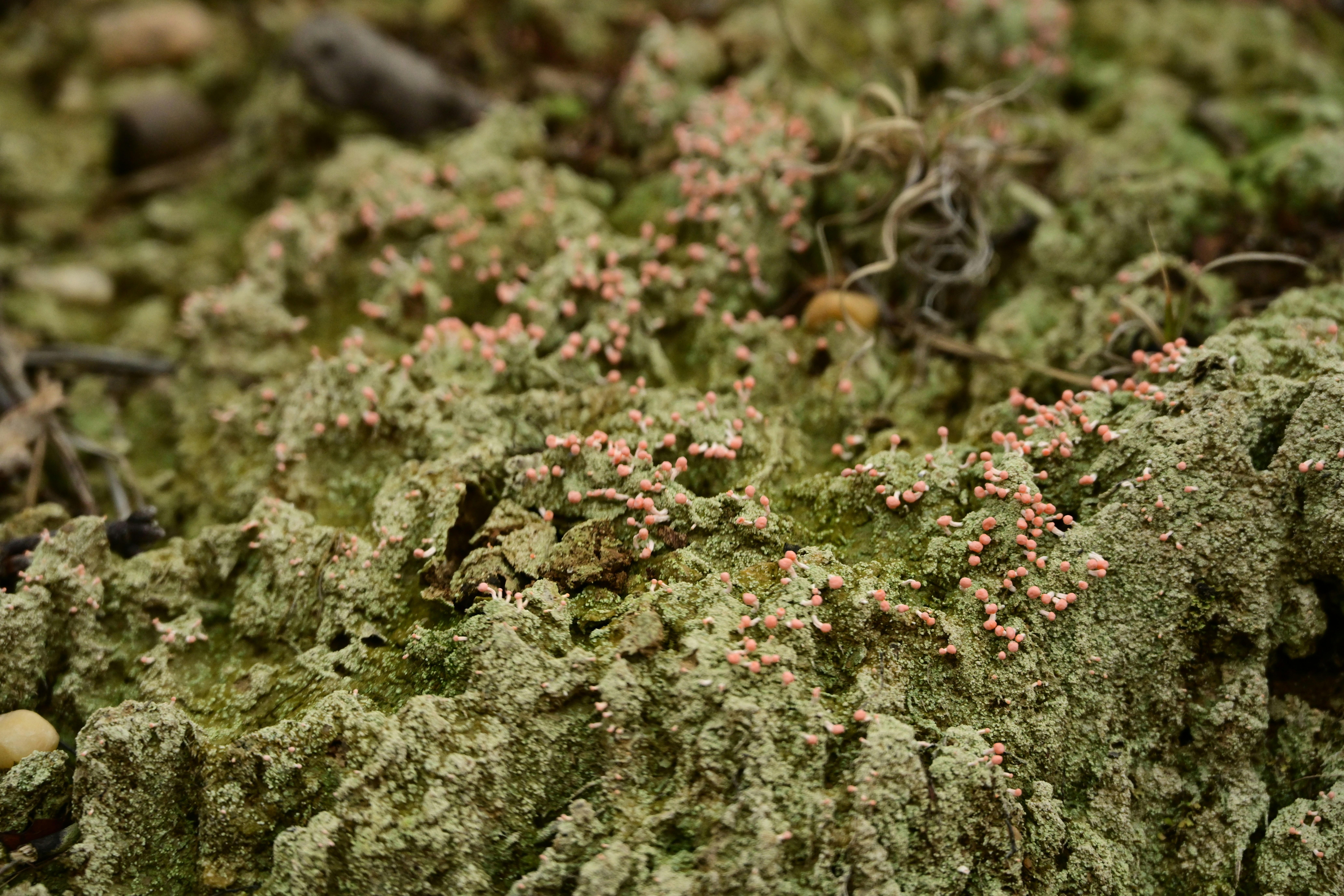 Velvet Moss and Pink Sprouts on Weathered Rock