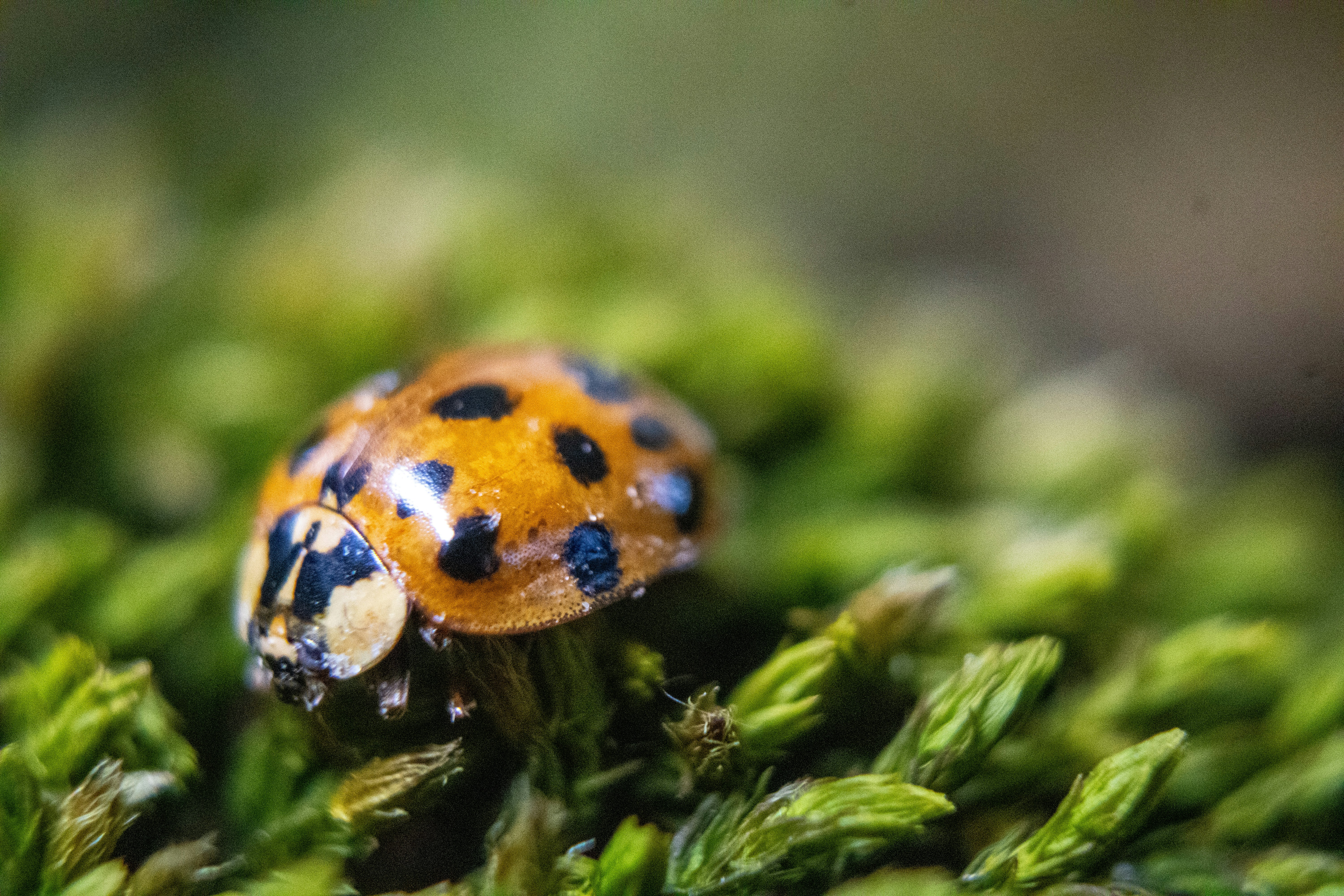 Golden Ladybug on Moss: A Close-Trim Microcosm