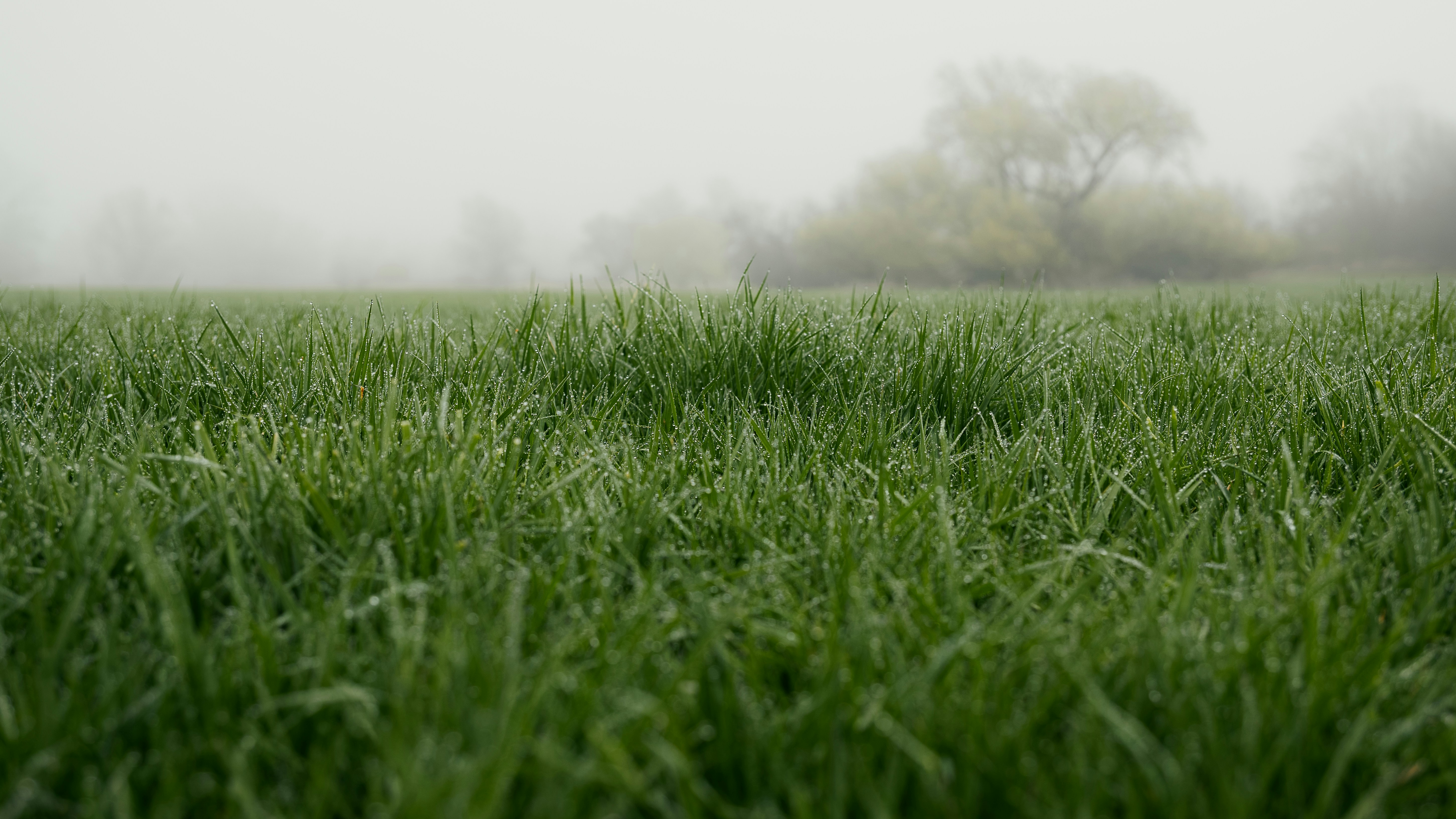 Misty Horizon Over Quiet Green
