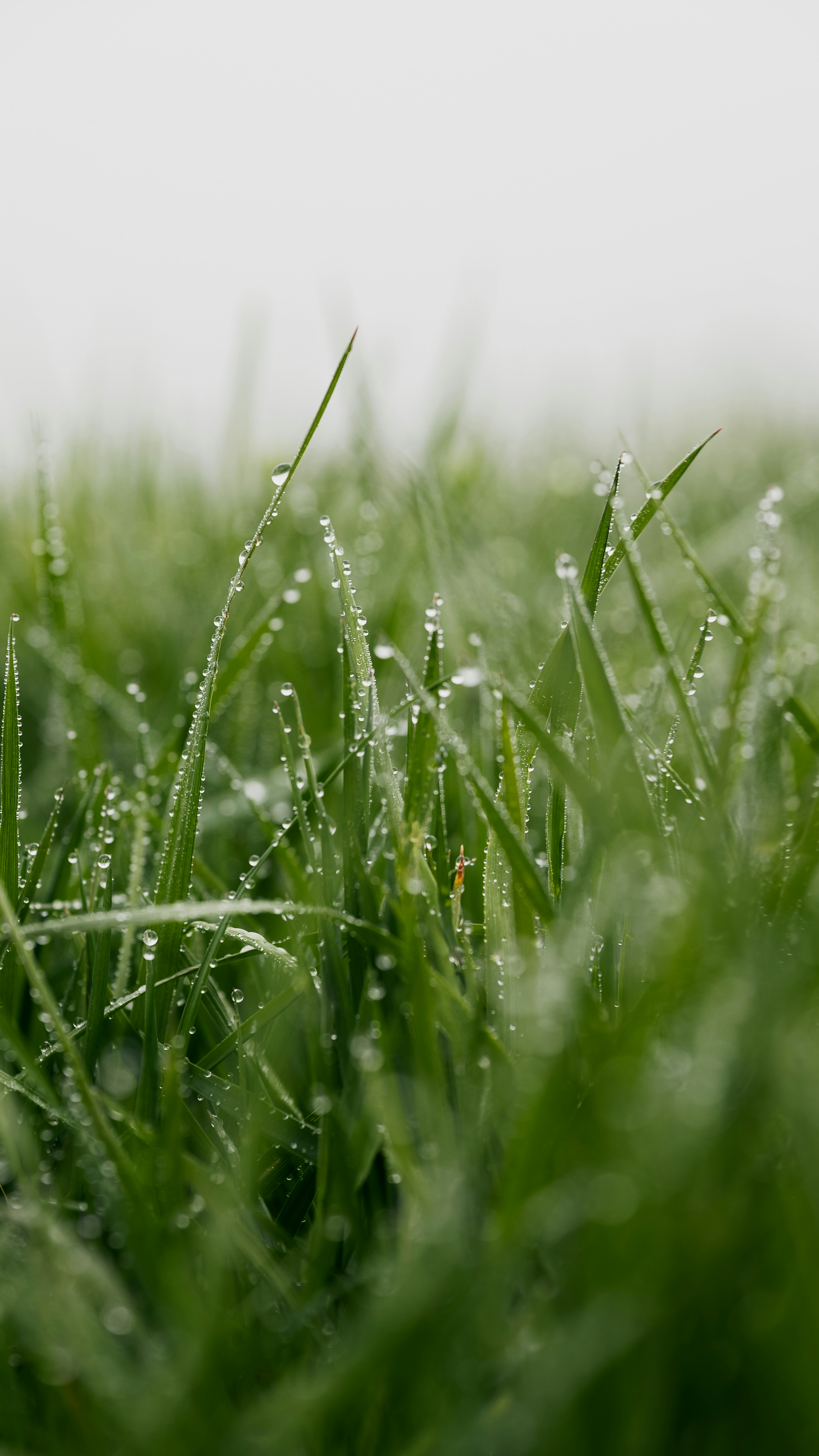 Dew-kissed blades: a close-up of morning grass reaching toward the light