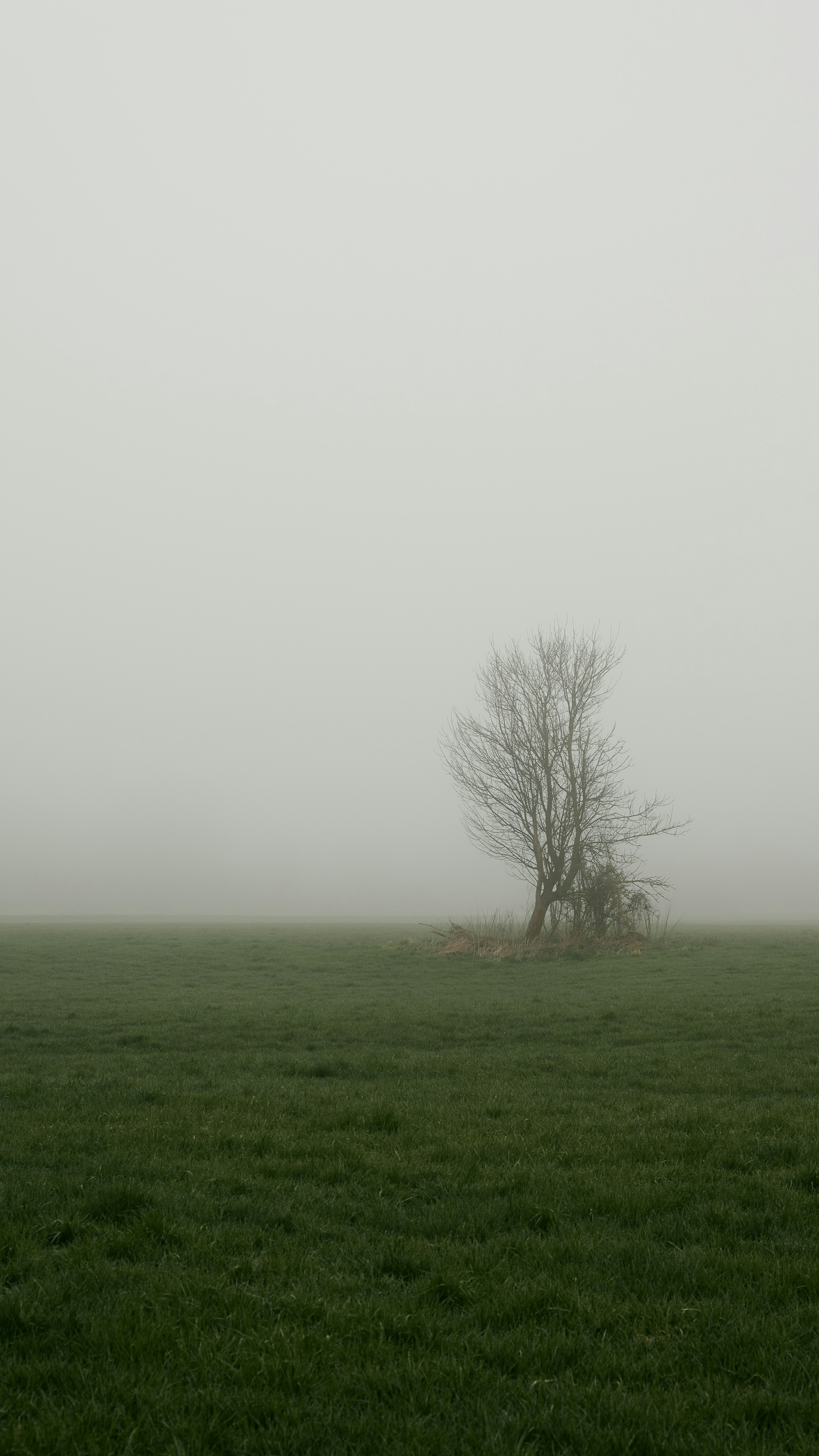 Solitary Tree in Fog: A Quiet Field’s Embrace