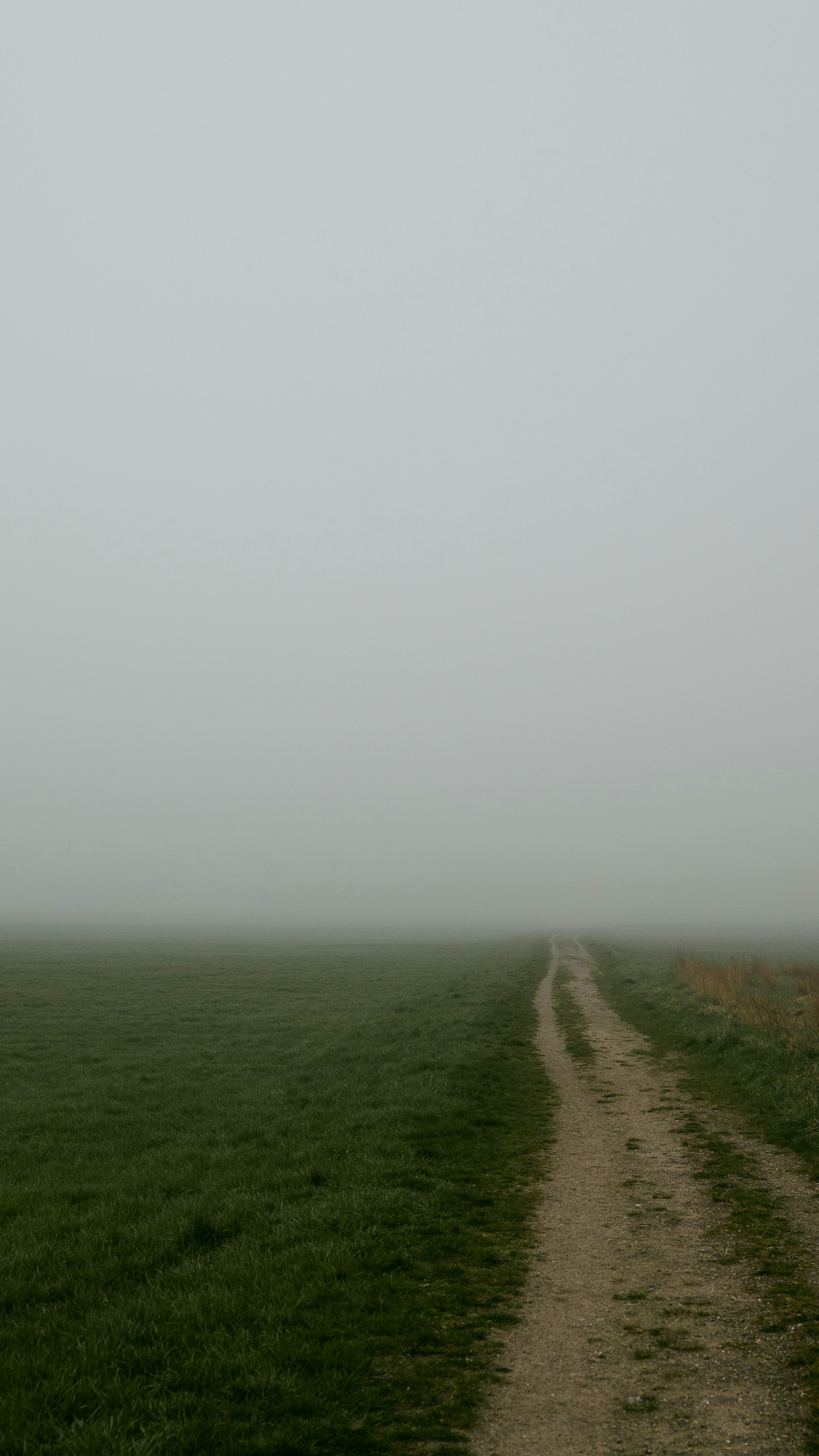 Fog-Blanketed Path: A Quiet Descent into the Unknown