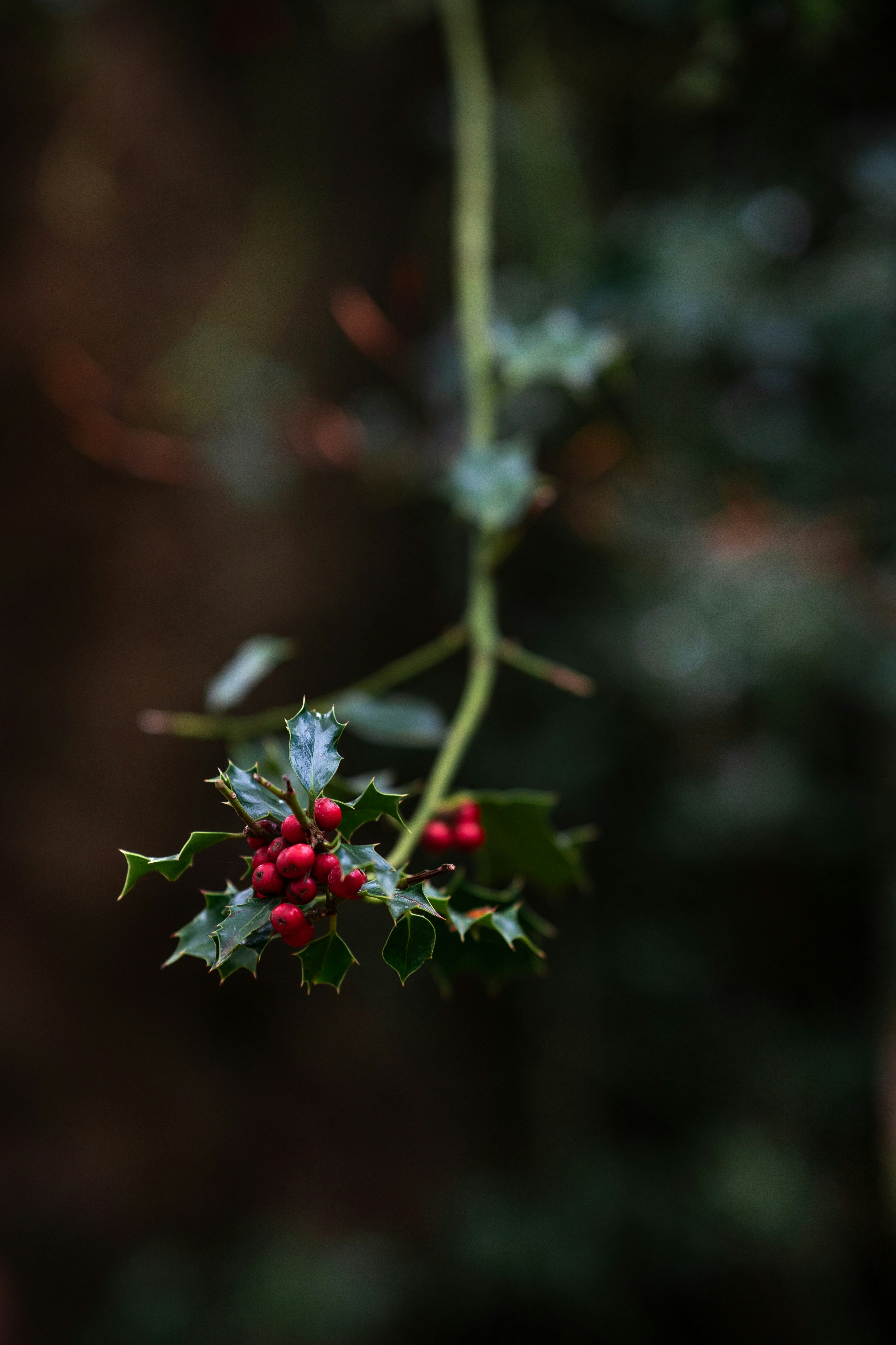 Holly Berries in Focus: A Delicate Stem of Winter Color