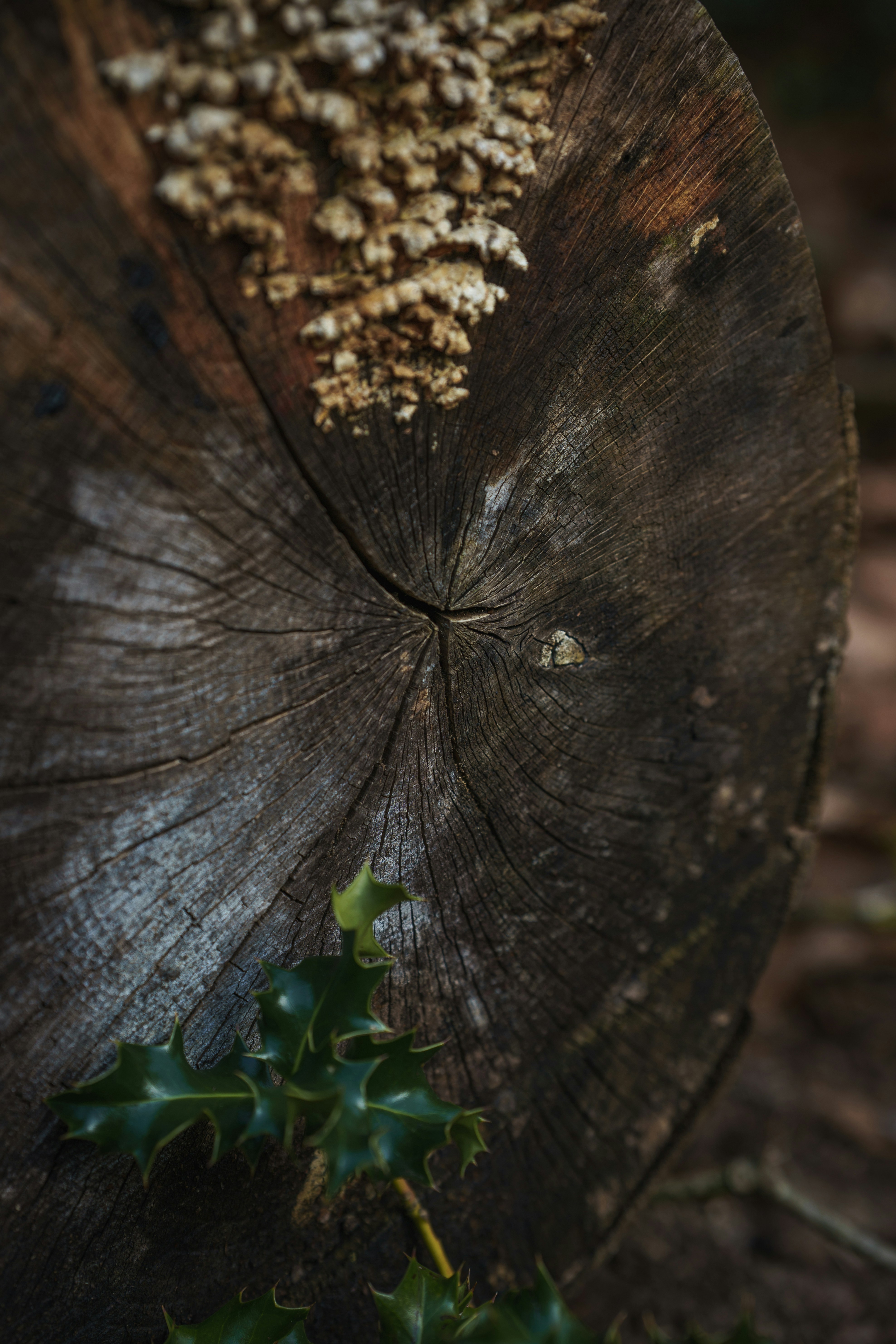 Hollow Core: A Weathered Tree Ring Framed by Evergreen Teeth