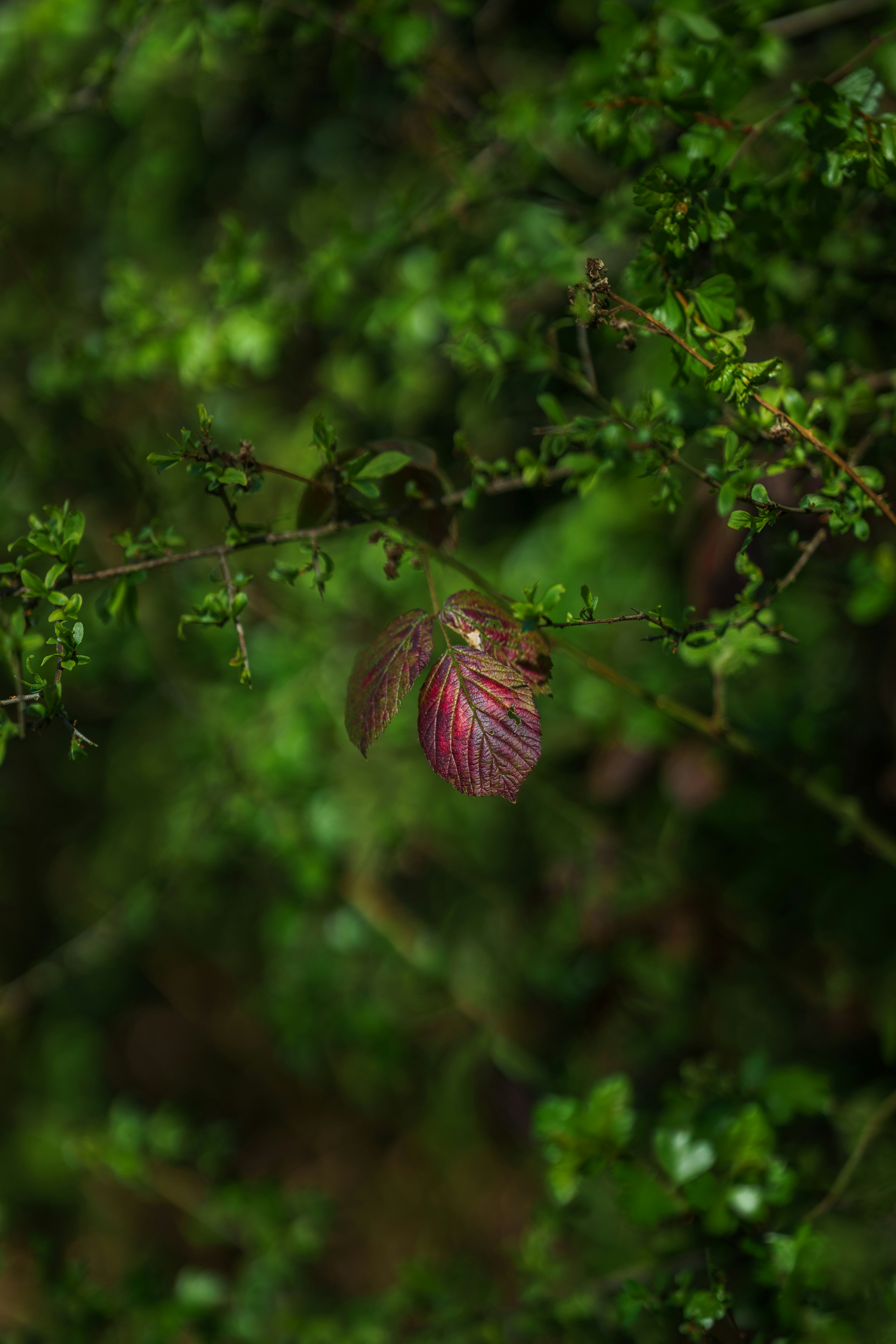 Crimson leaf in a sea of green