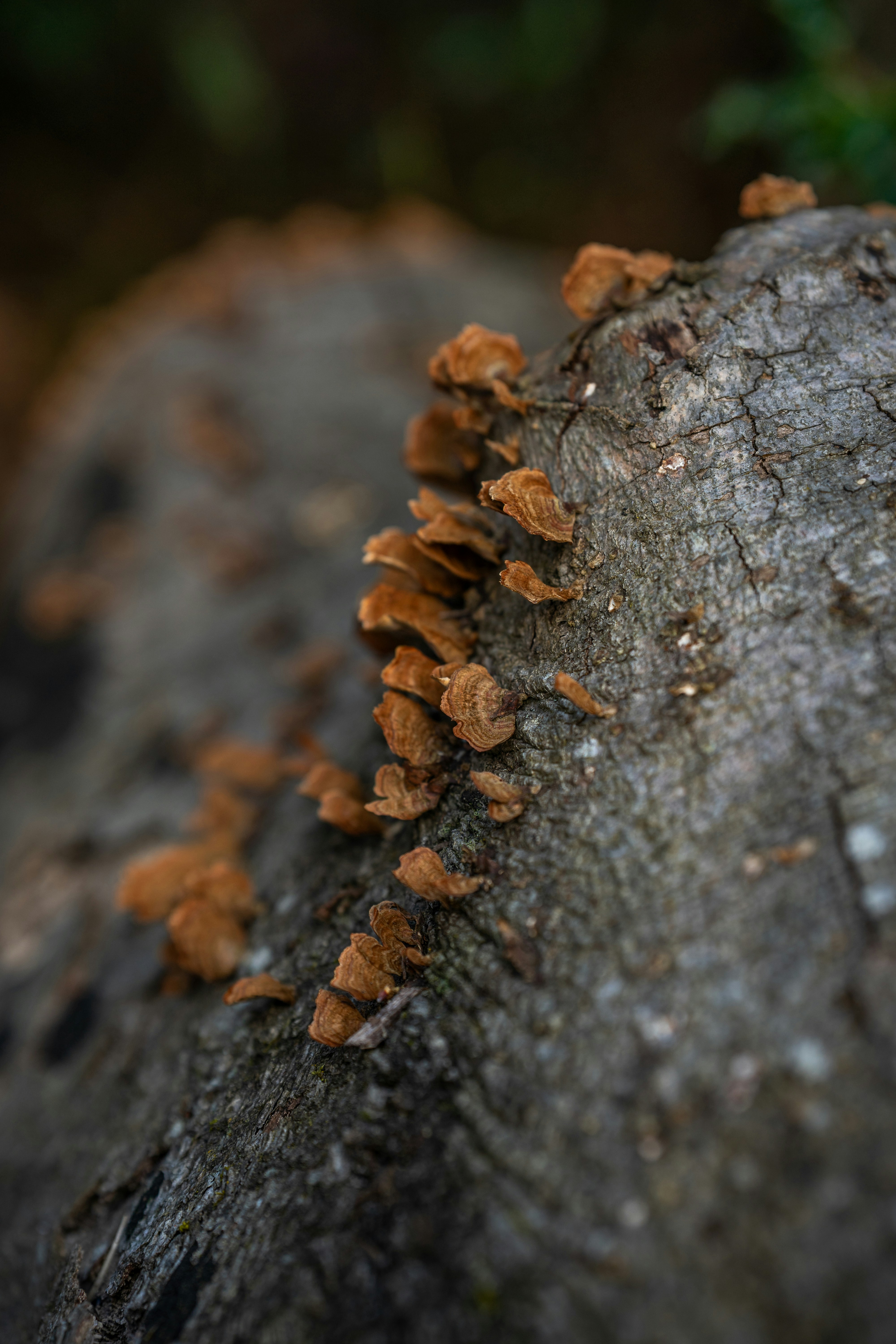Orange Teeth on Bark: A Century-Old Log Teeming with Tiny Fungi