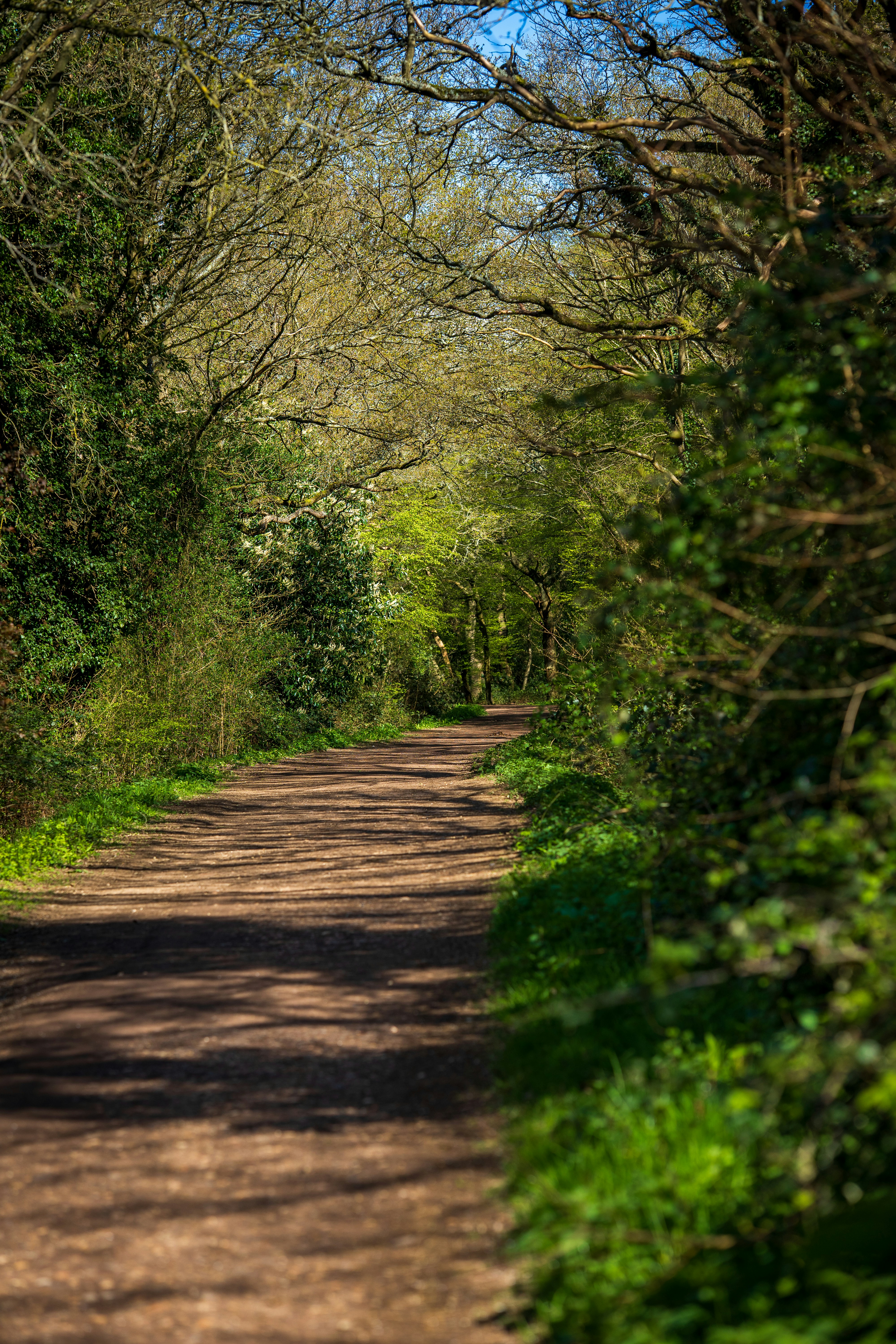 Sunlit Path Through a Verdant Corridor