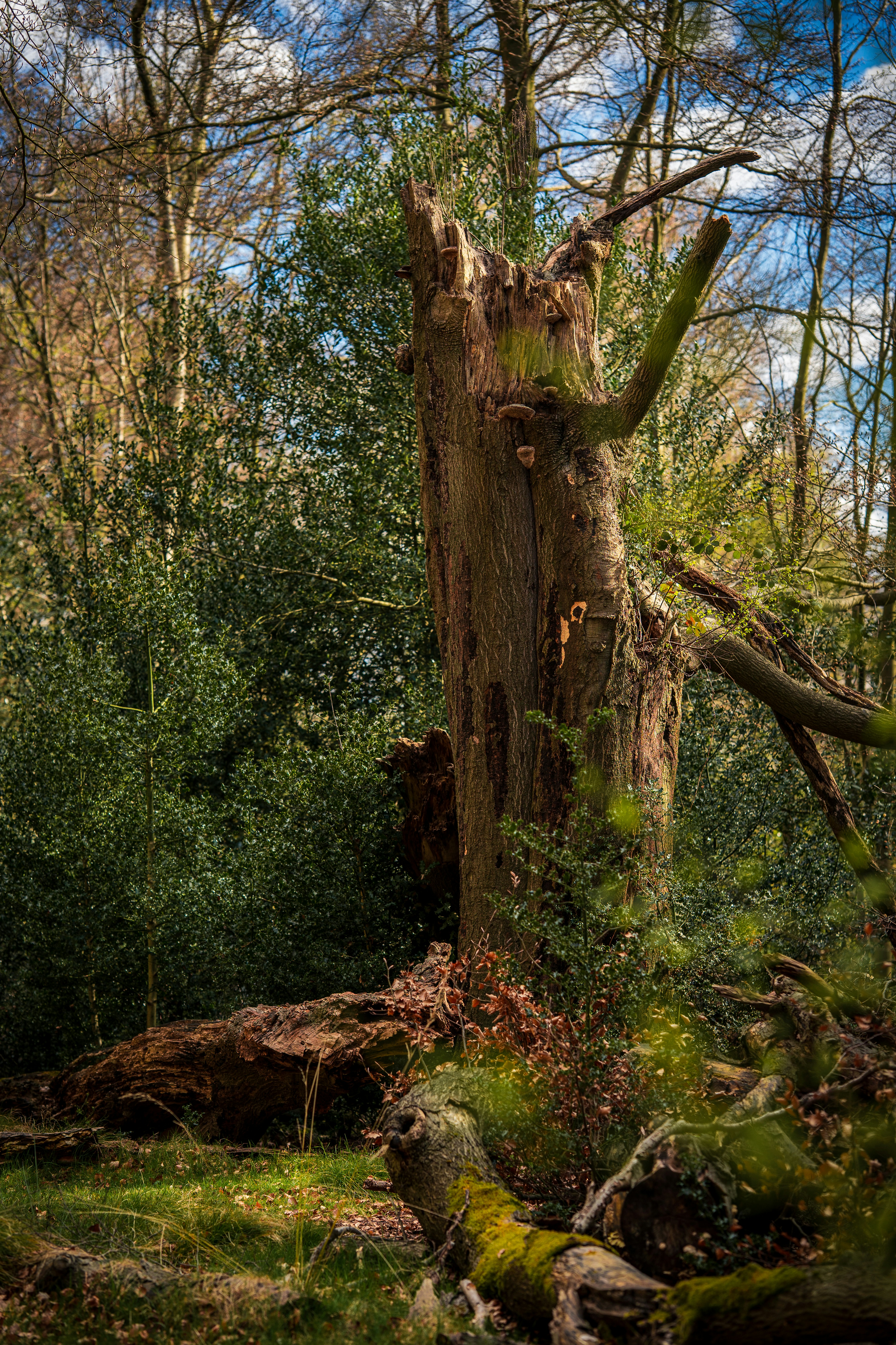 Ancient Trunk in a Quiet Woodland Clearing