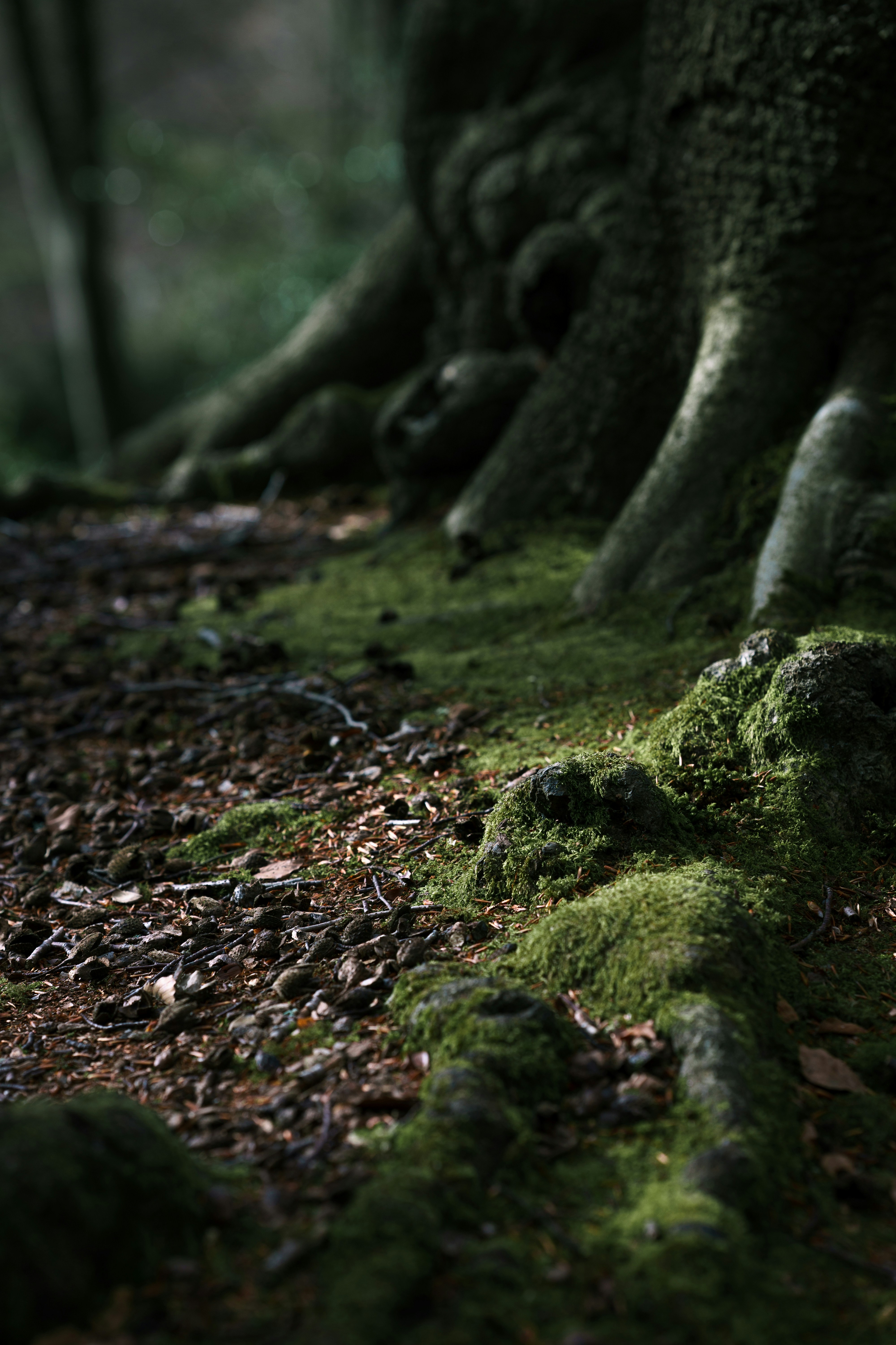 Moss-Curred Roots by the Woodland Path