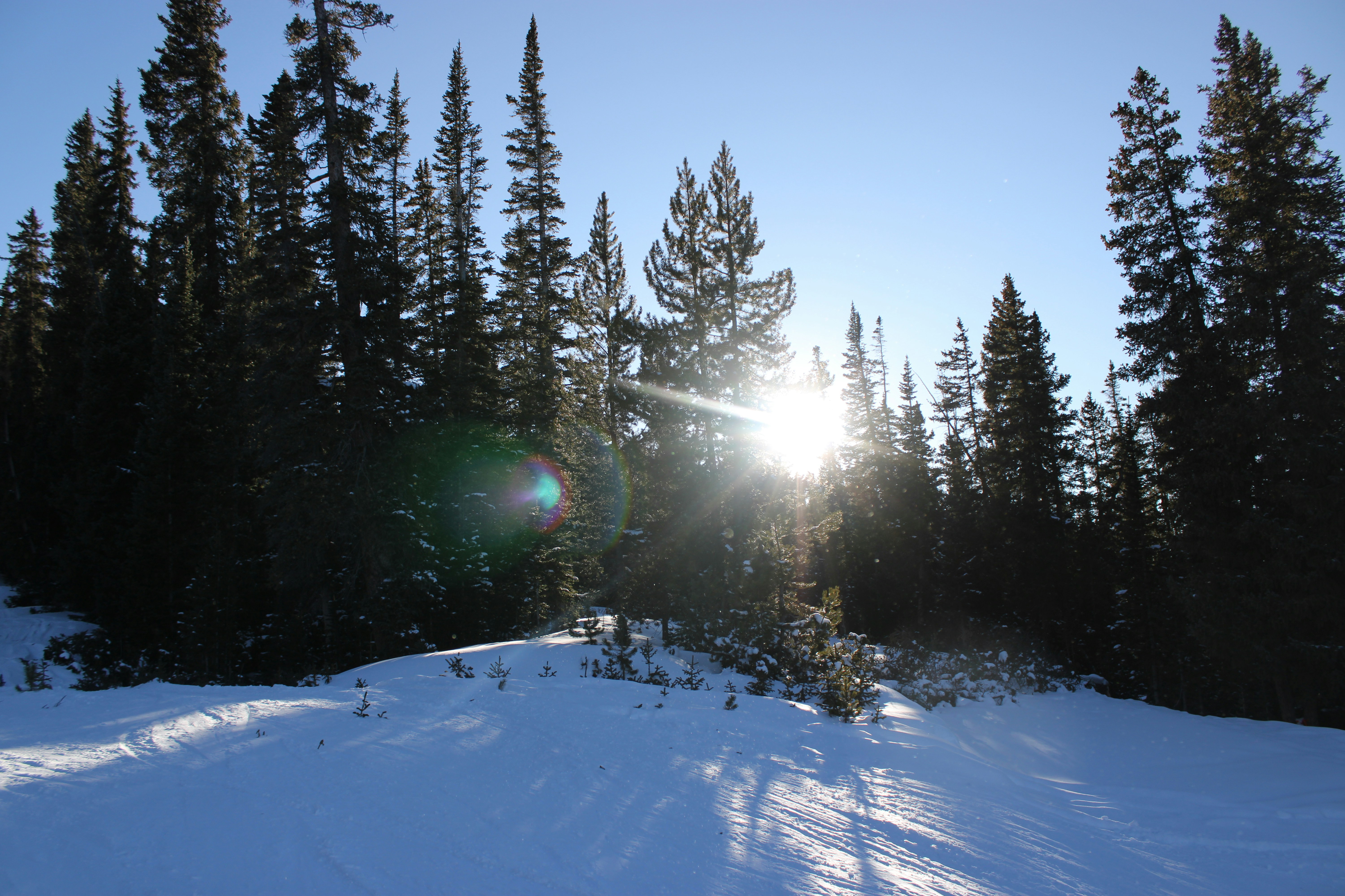 Sunburst Through Pines Over a Snowy Clearing