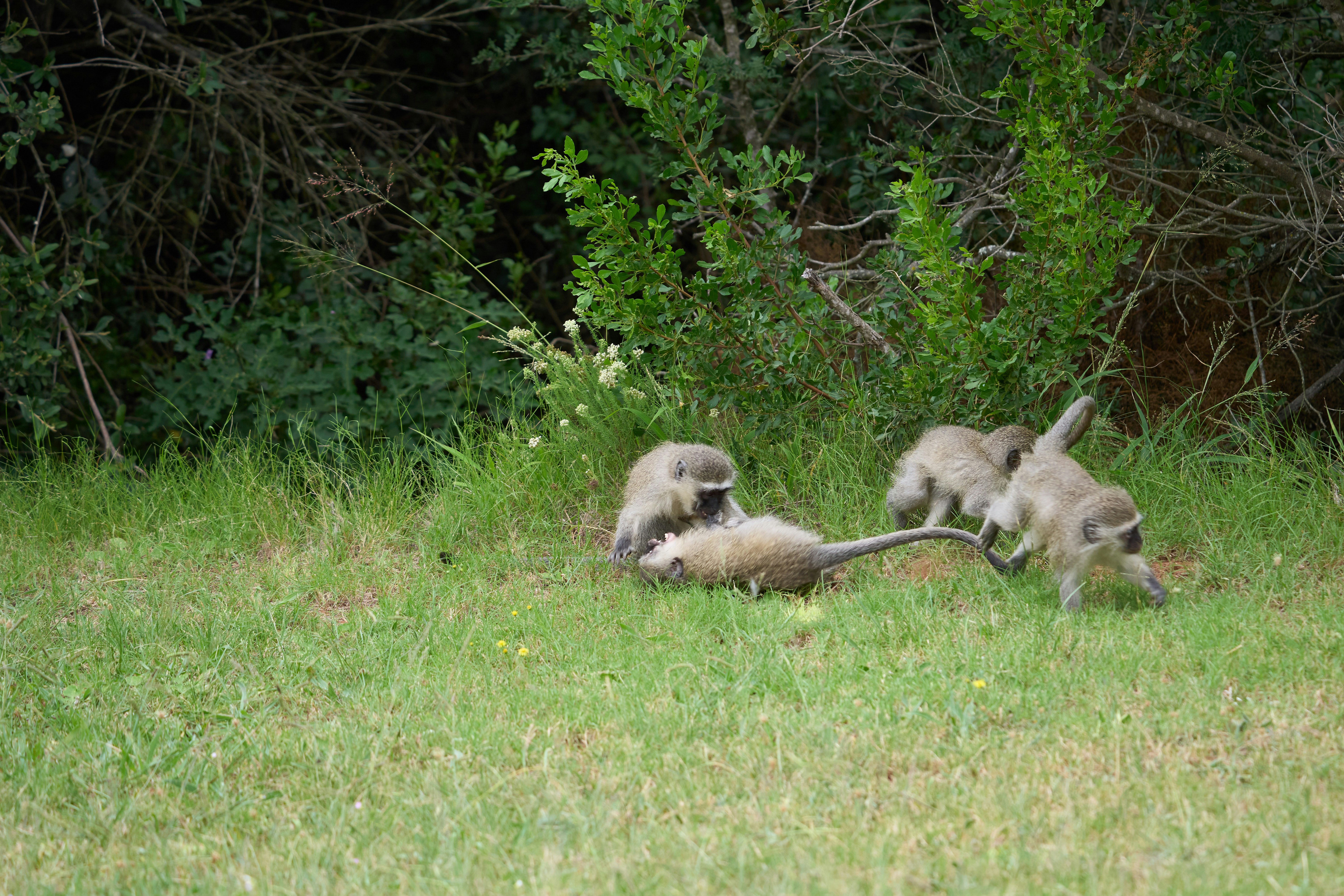 Three young macaques at play on a sunlit grassy verge
