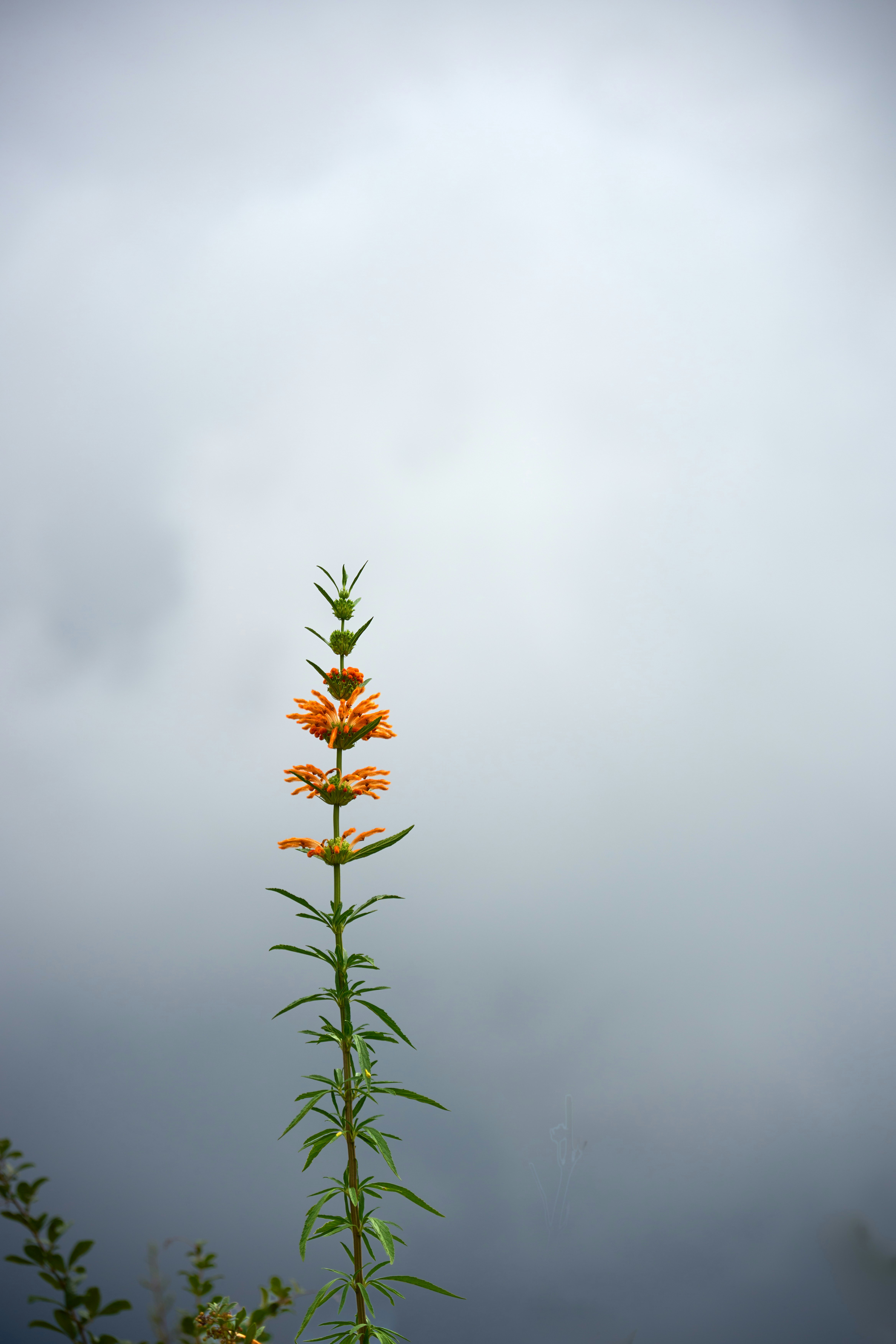 Orange Blaze on a Quiet Spike Against a Misty Sky