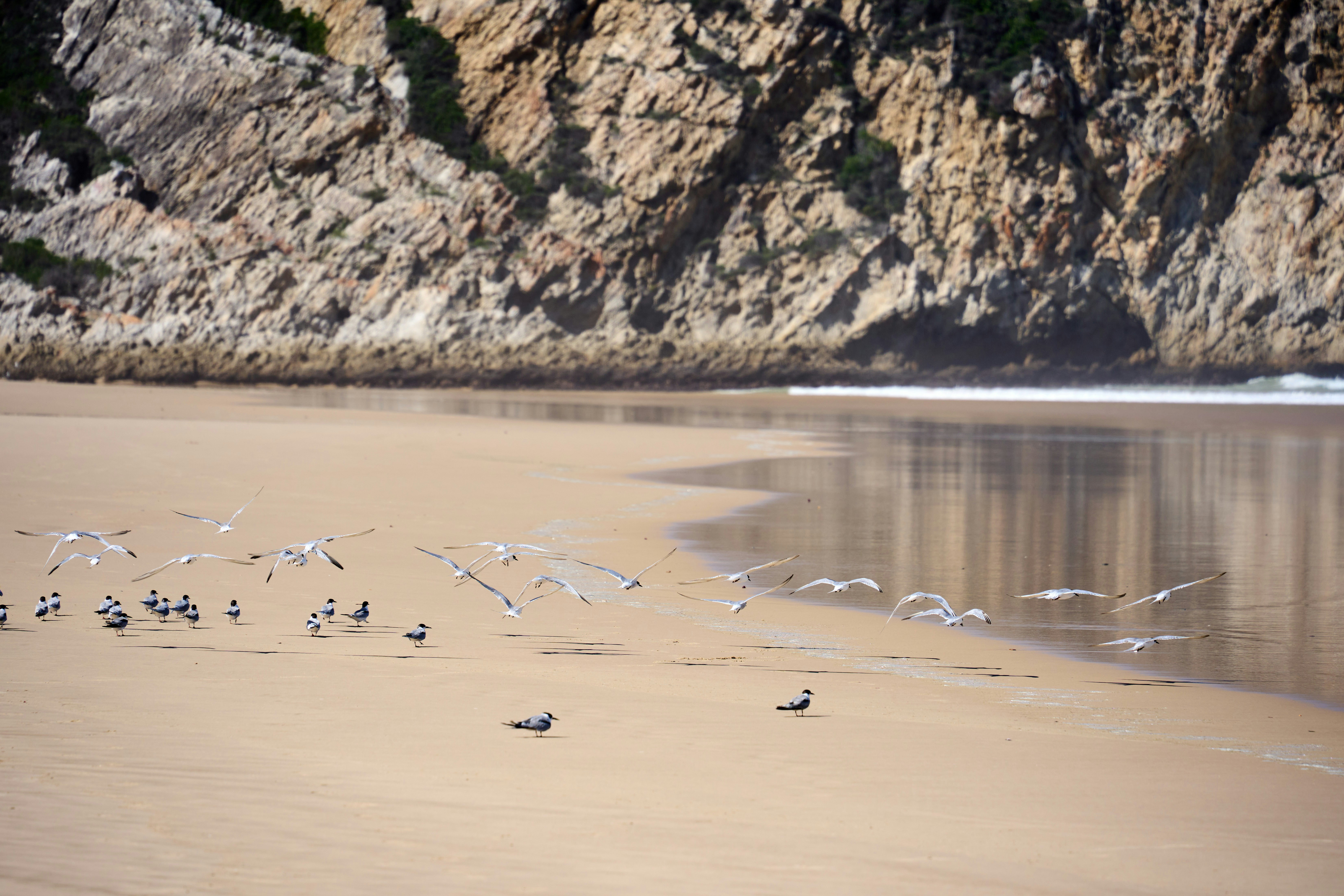 Seabirds in Transition: A Quiet Beachside Moment by Cliffline