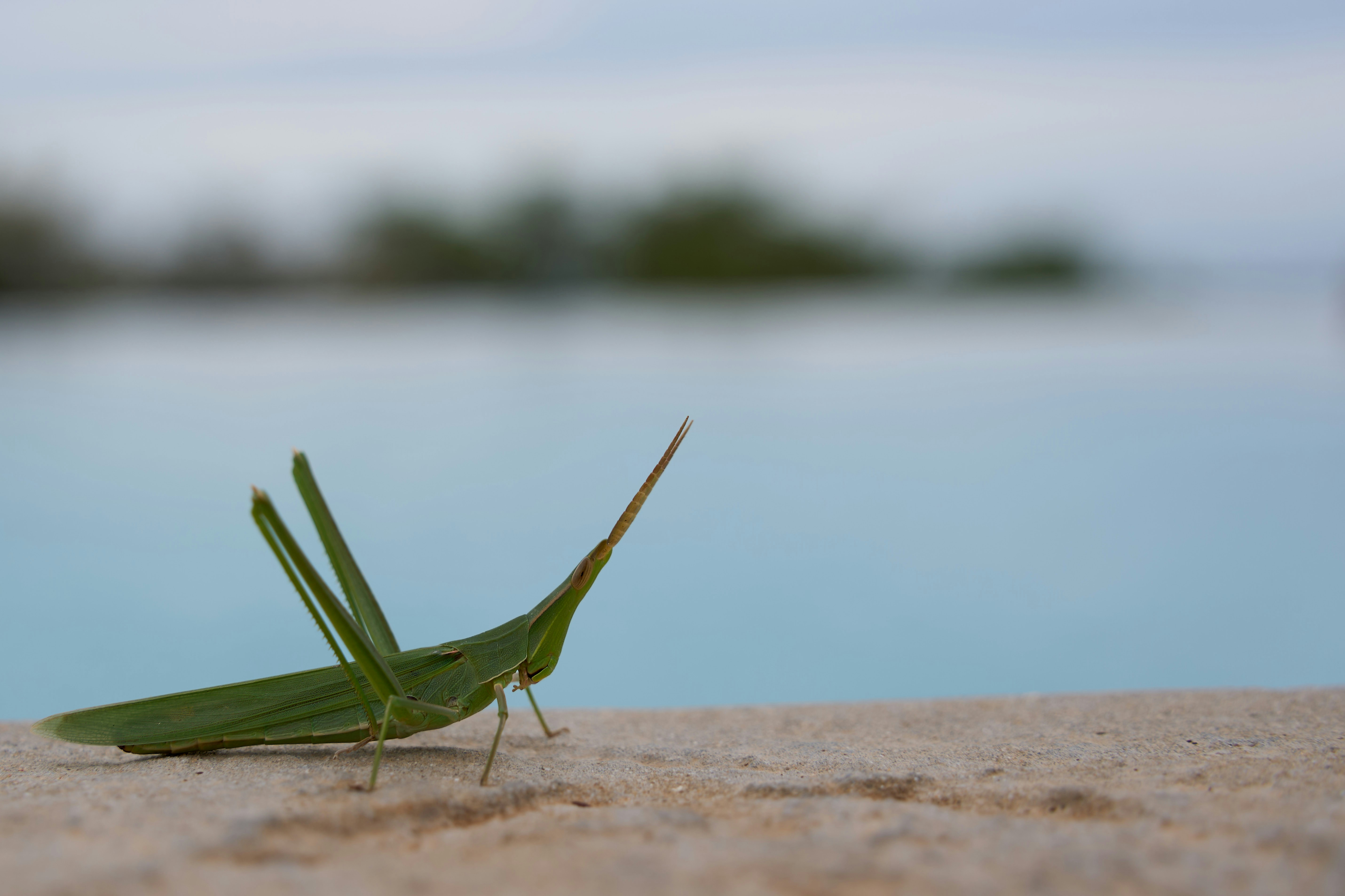 Low-angle Praying Mantis at the Sand-Blue Horizon