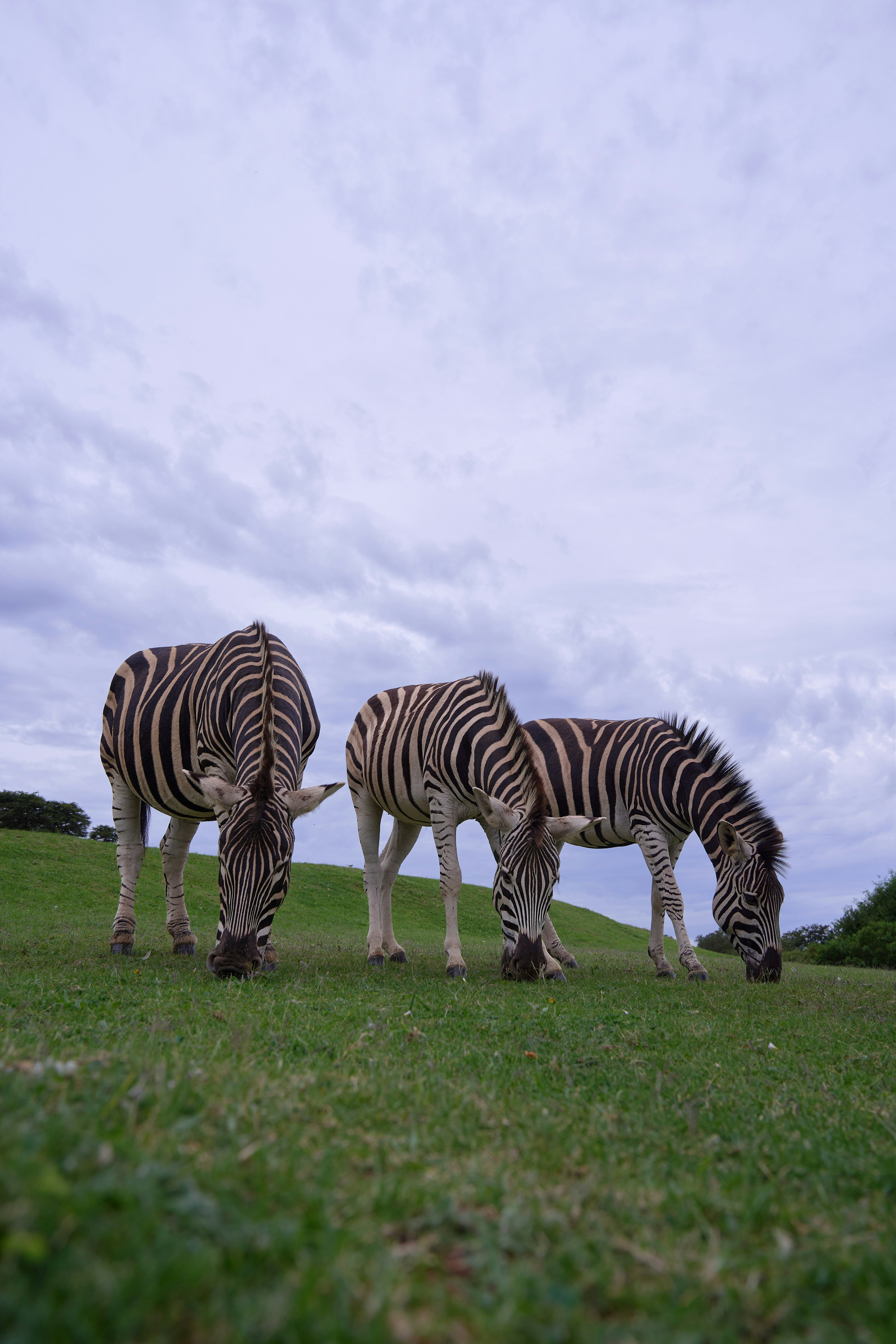 Zebras at Dusk: Striped Silhouettes on a Sloping Glade