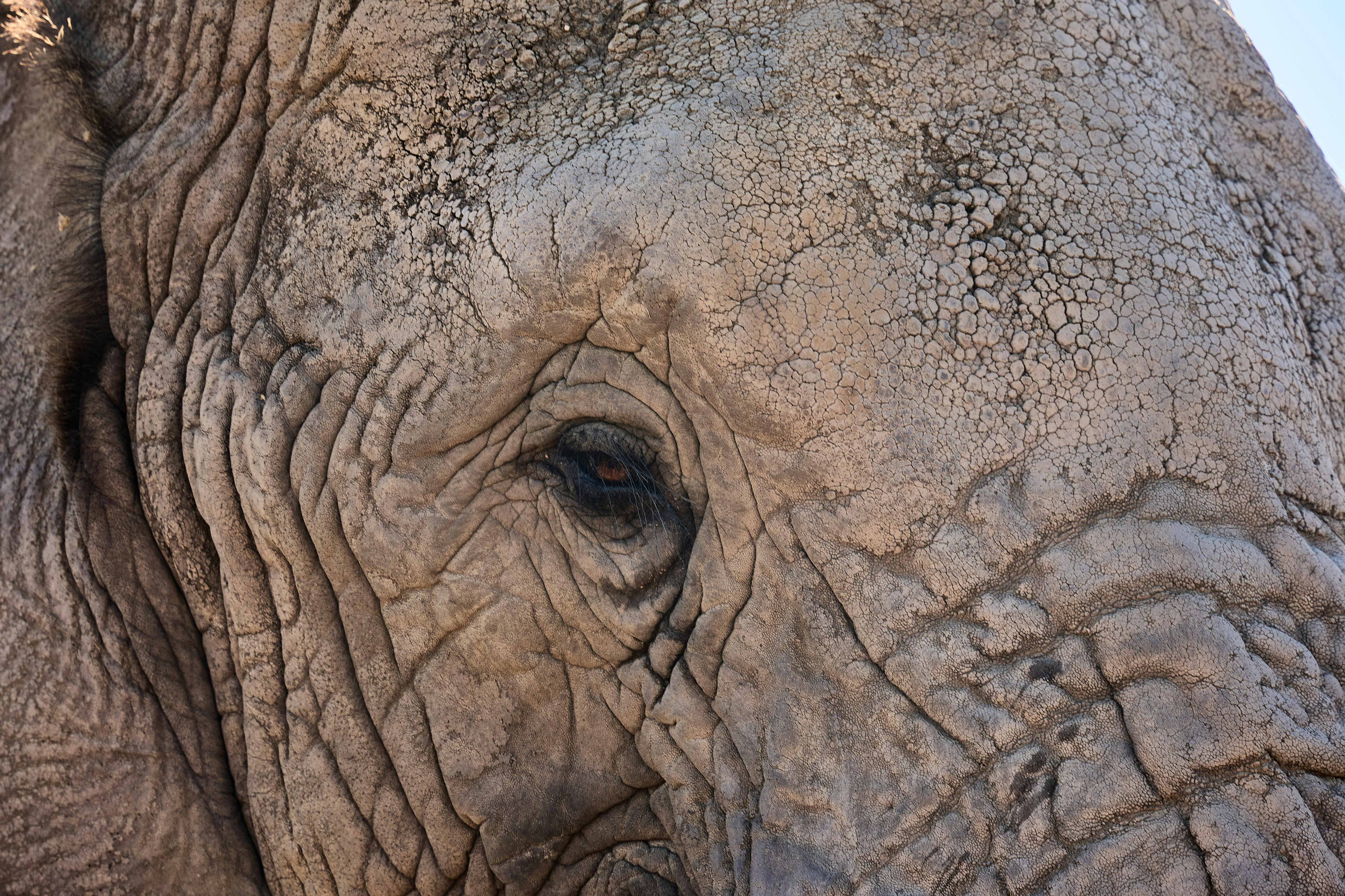 Texture of an Elephant's Eye: Weathered Skin and Wrinkles Under Soft Light