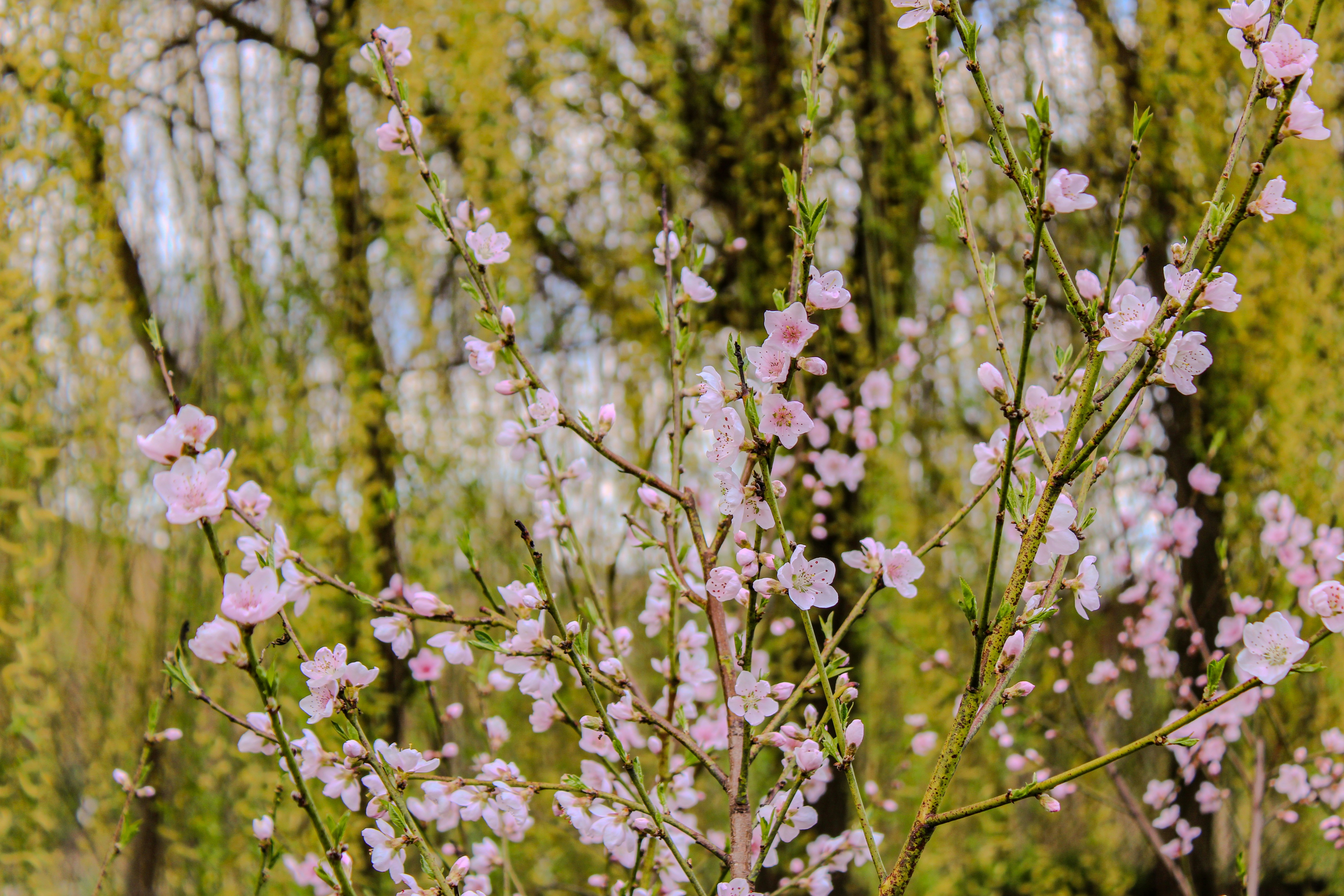 Blossoms in Focus: Spring Threads Across a Quiet Grove