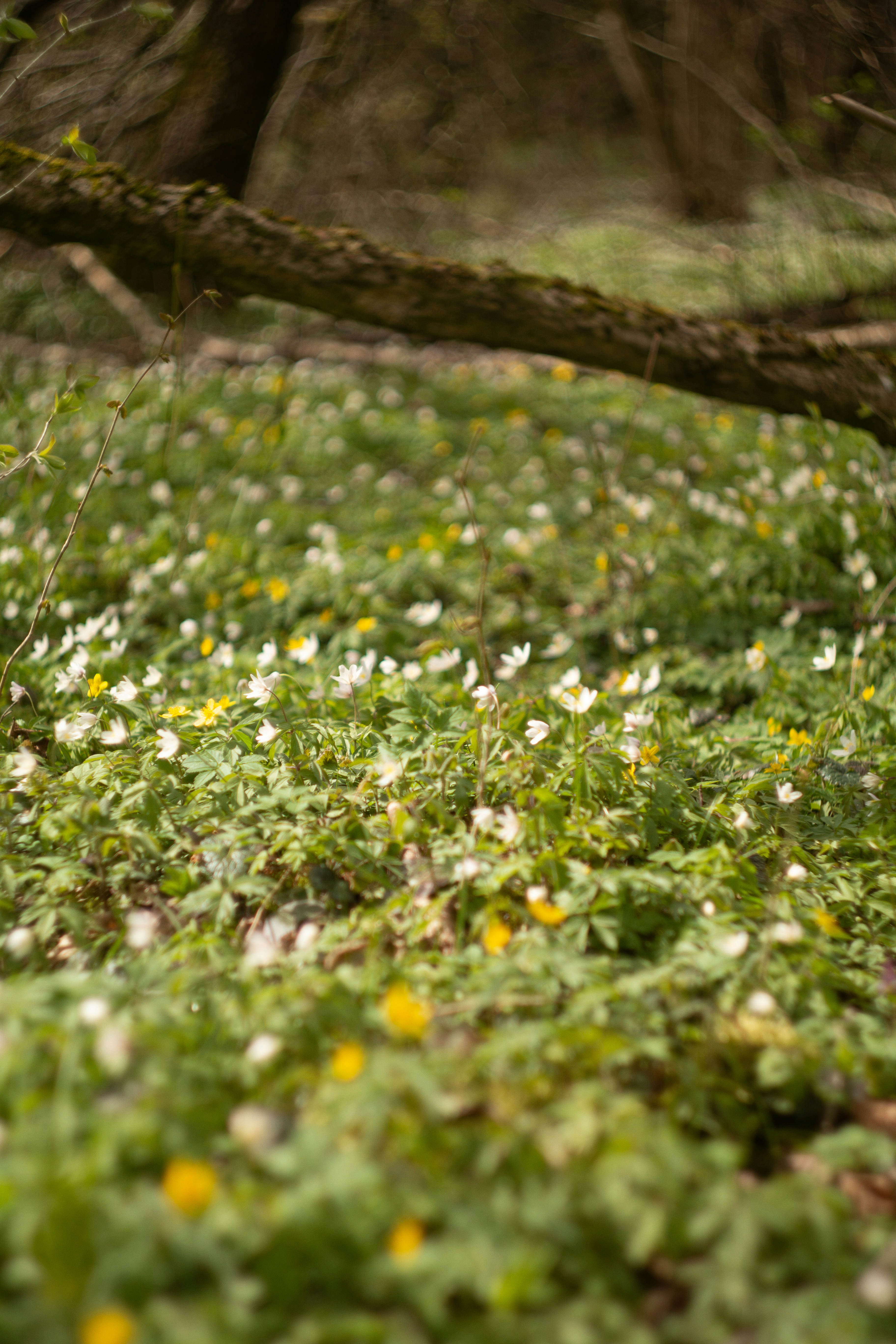 Daisy Meadow under a Whispering Branch