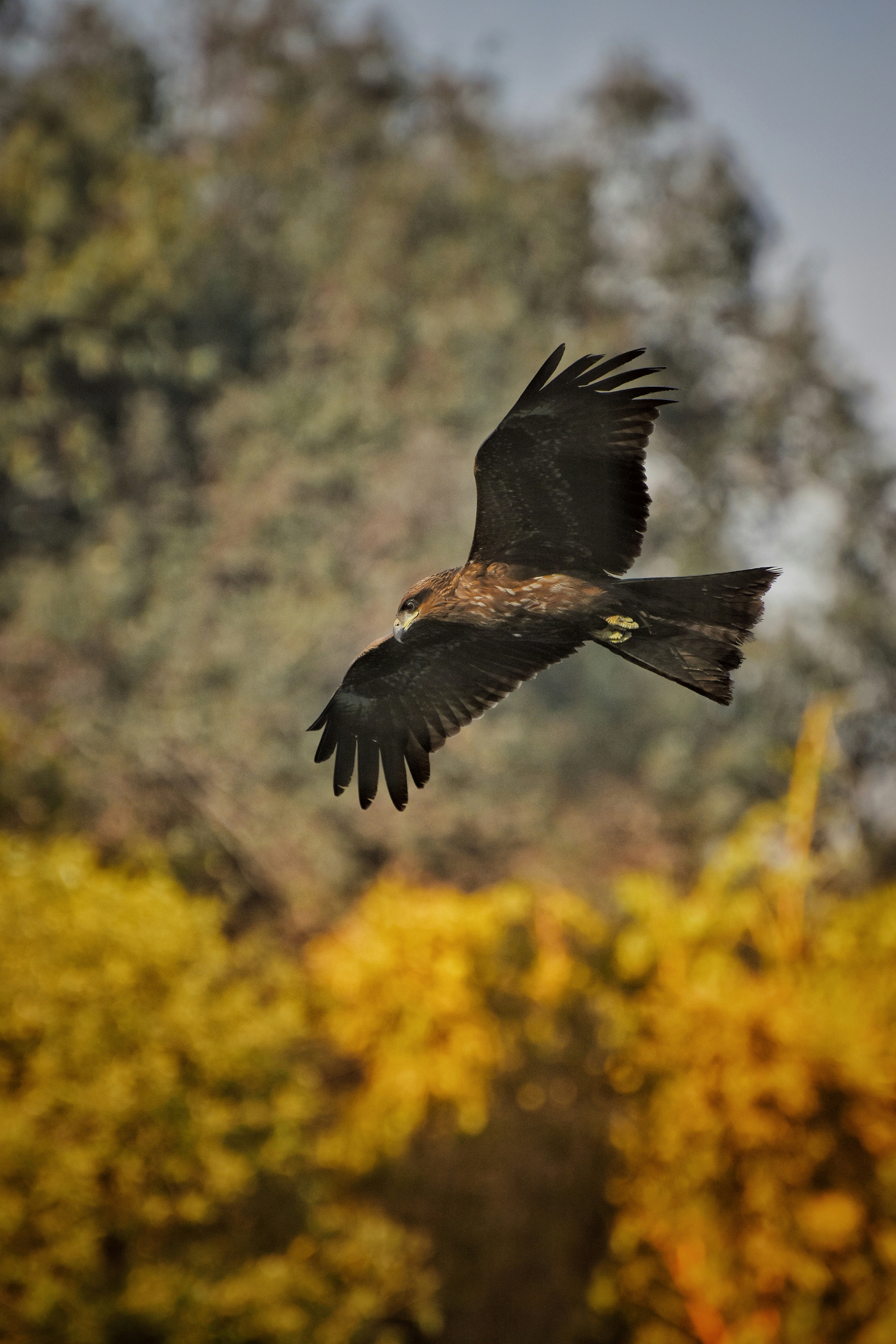 Raven in Autumn Glide: A Golden Canopy as Backdrop