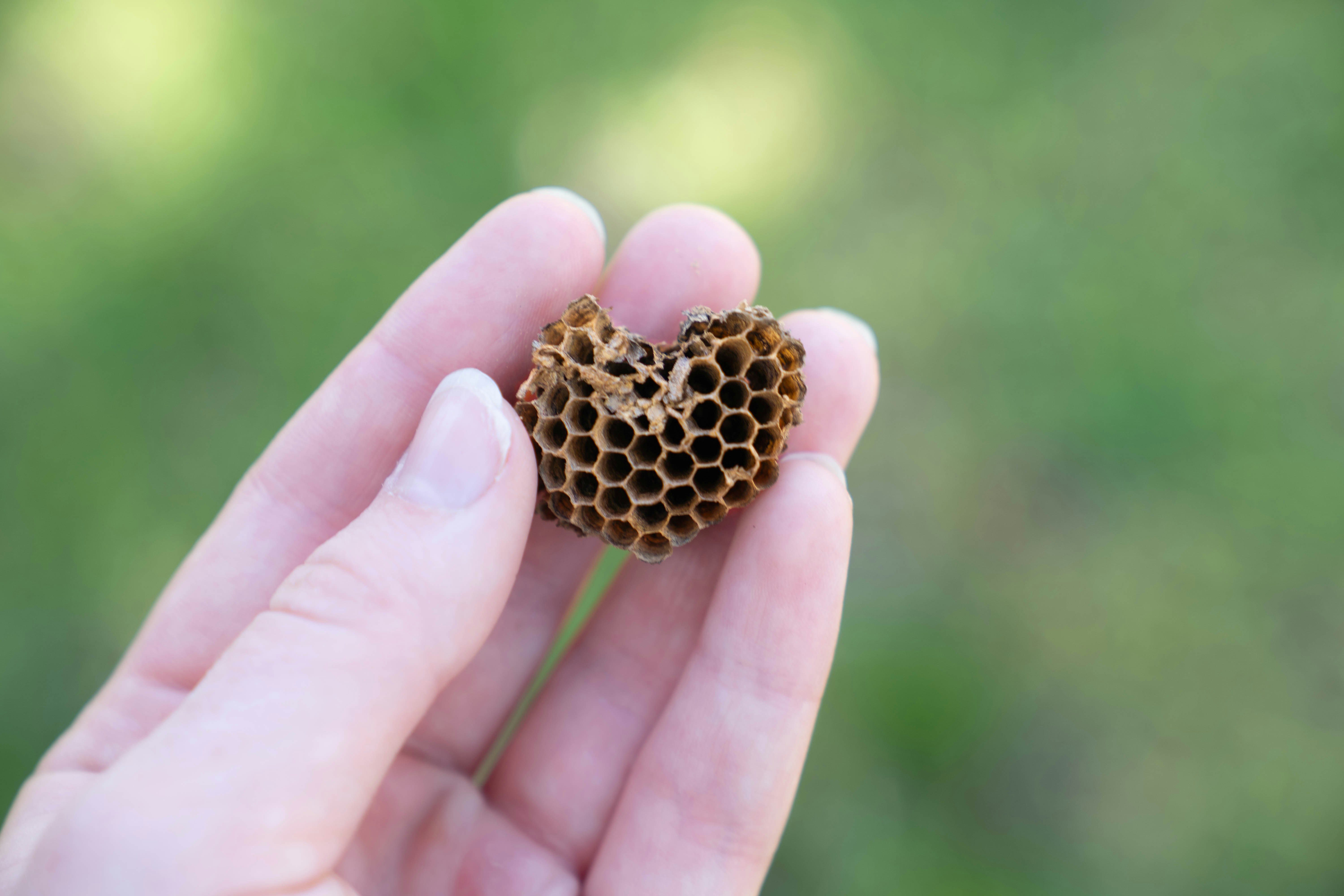 Honeycomb Heart: A Delicate Seedpod Held in Gentle Fingers
