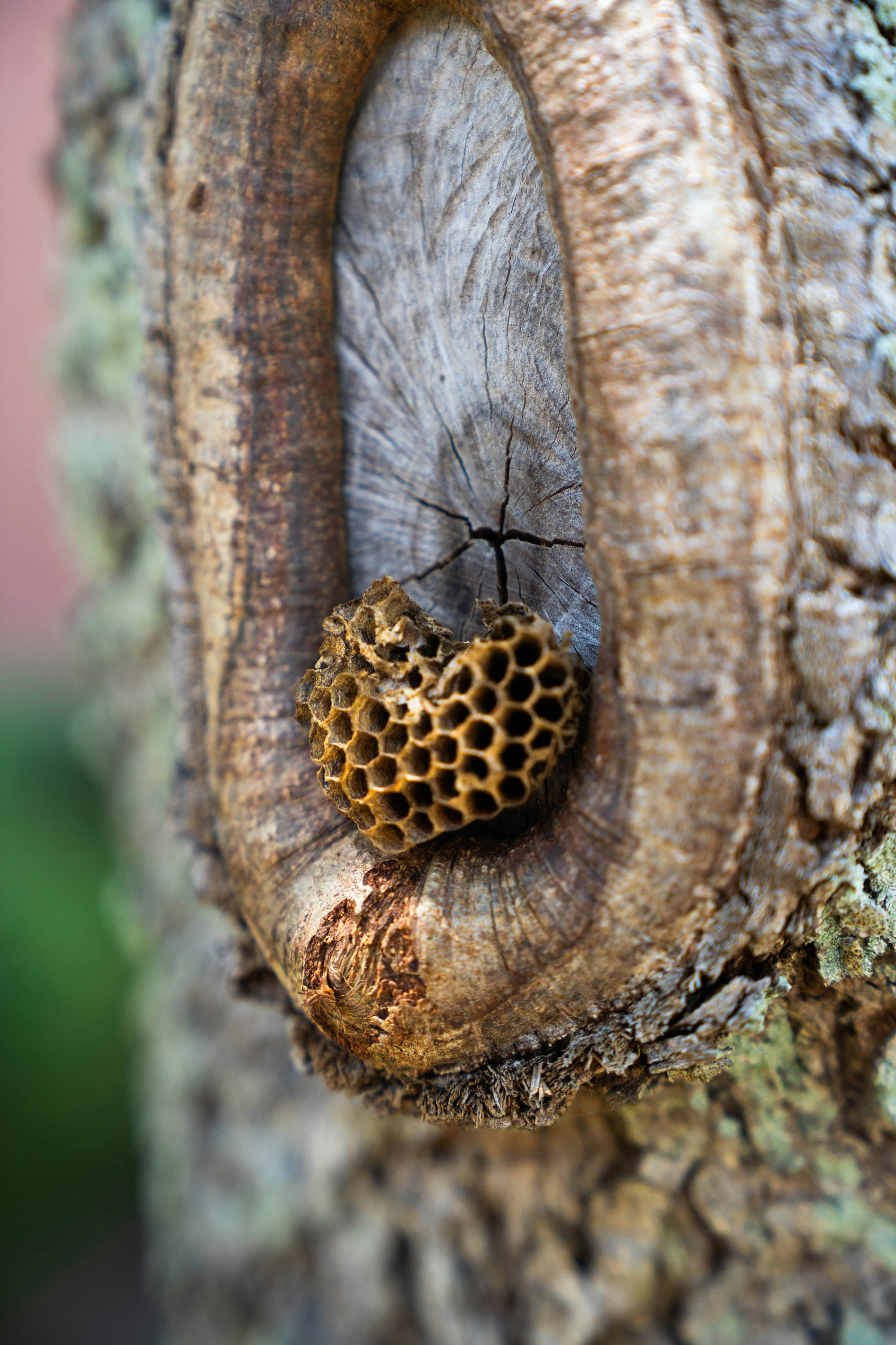 Honeycomb in a Tree Trunk: A Small World Within the Bark