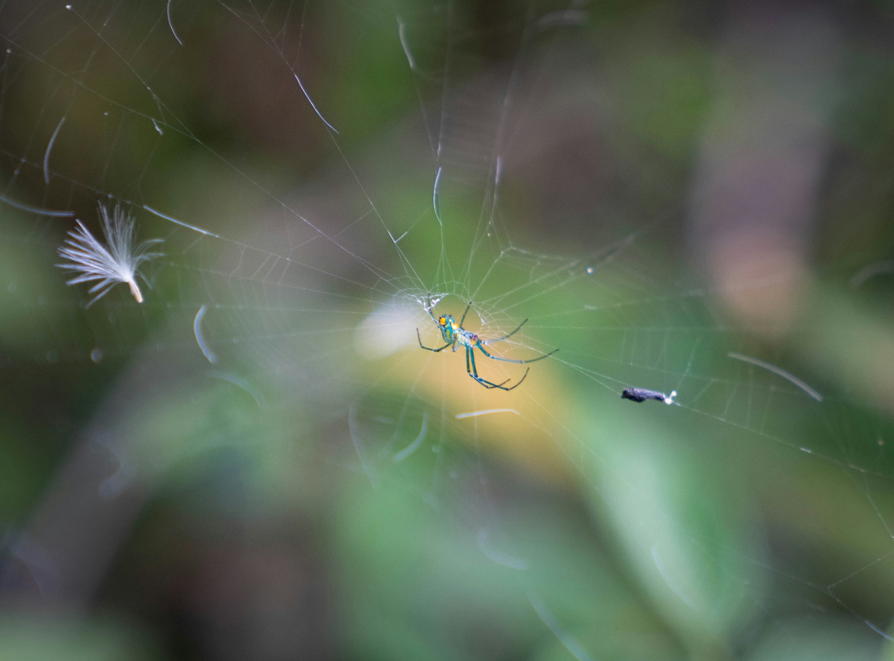 Delicate Orb Weaver Suspended in a Mist of Silk