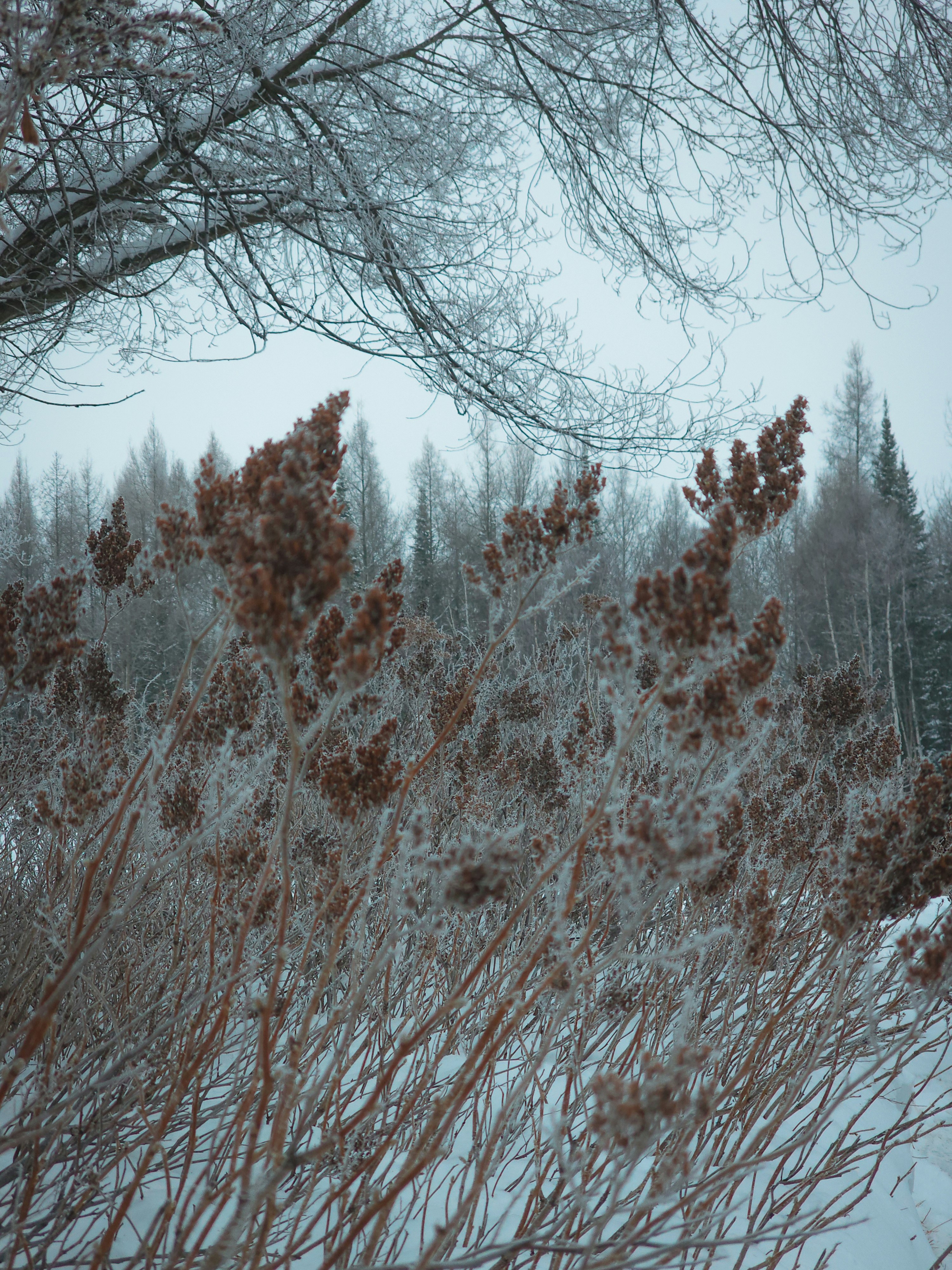 Winter Field in Flushed Blue: Frosted Wildflowers Against a Silent Forest