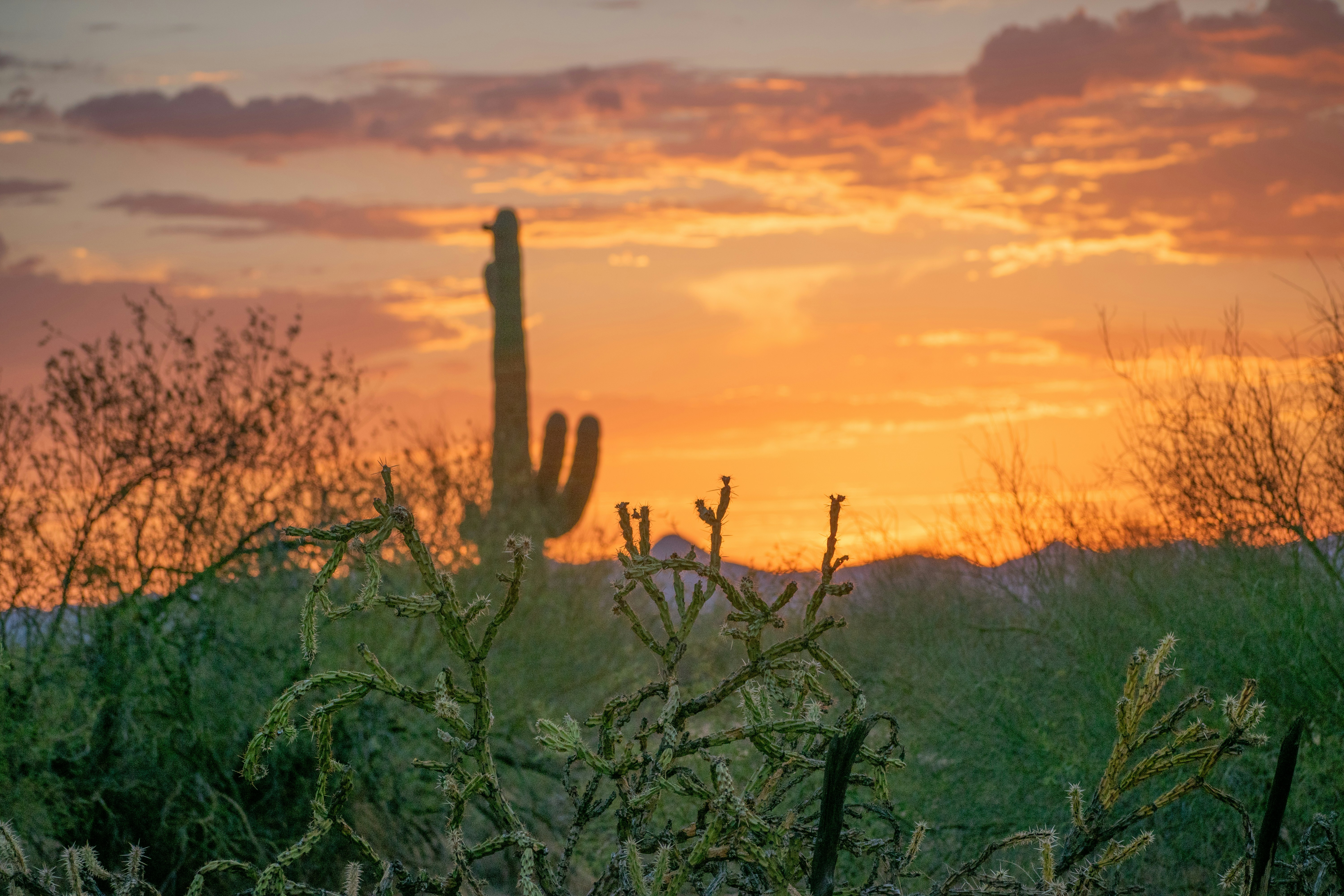 Desert Silhouette at Sunset: Cactus Against a Fiery Sky