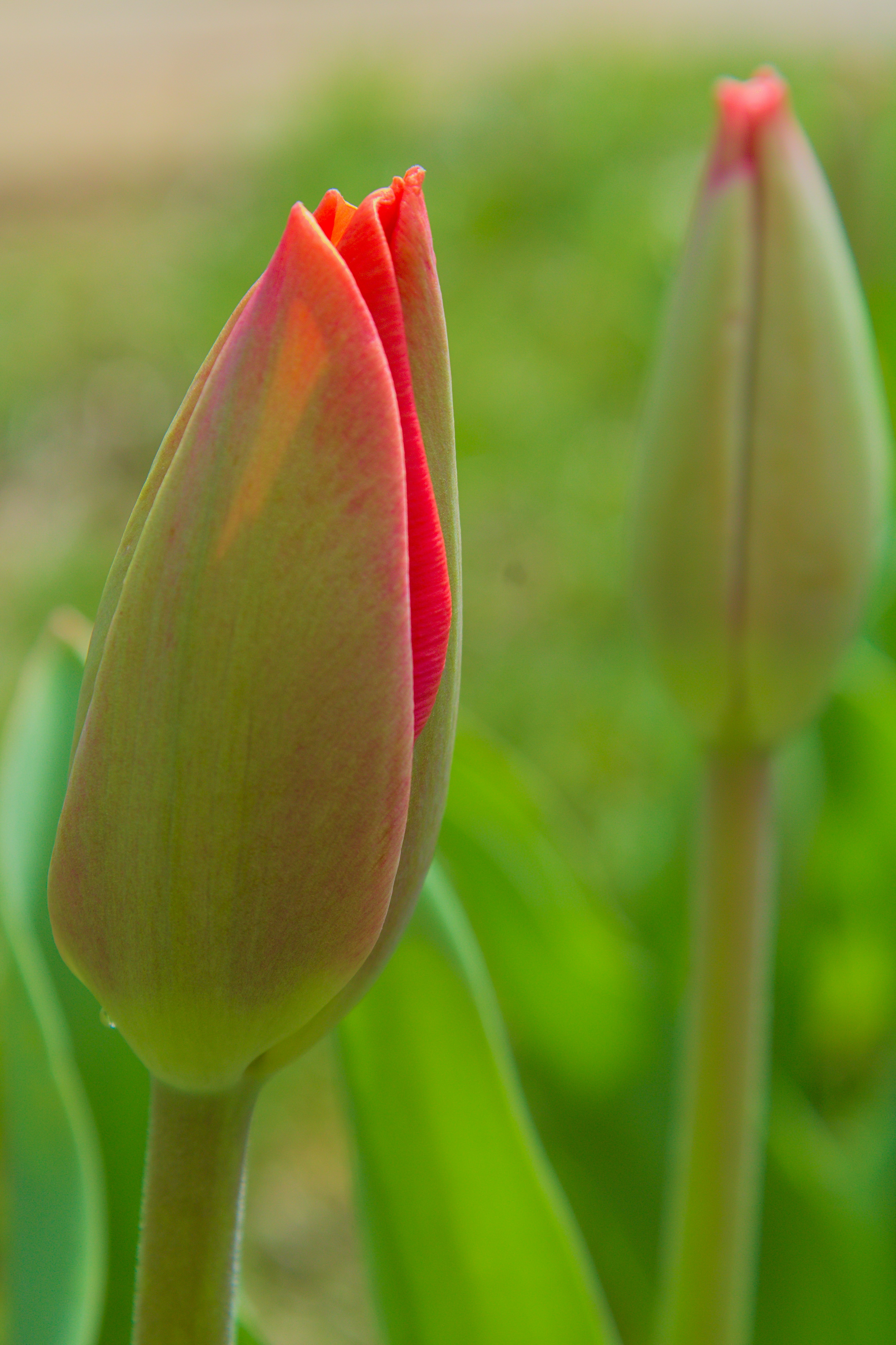 Emerging Coral: A Tulip Bud in Focus